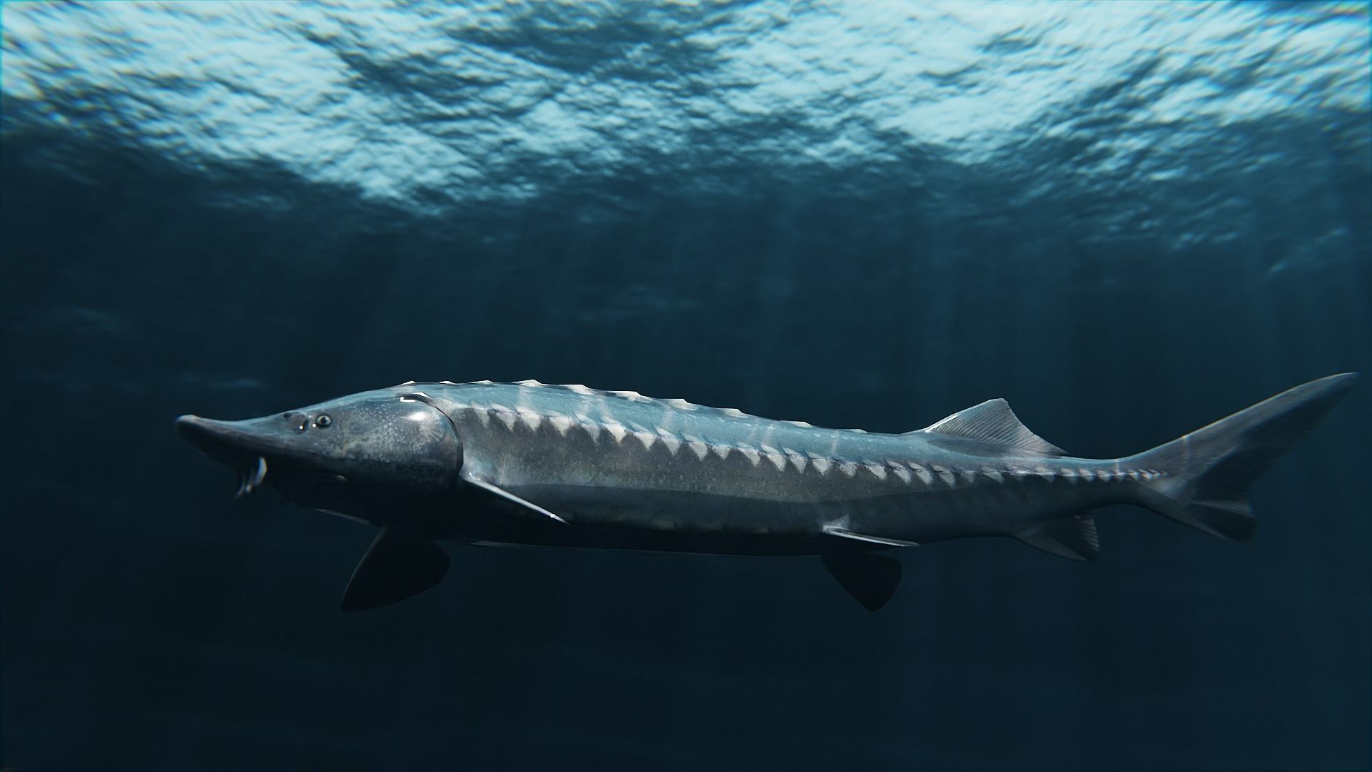 3D model Sturgeon Freshwater Fish VR / AR / low-poly | CGTrader