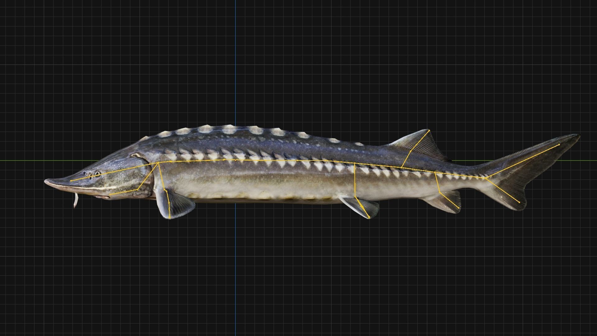 3D model Sturgeon Freshwater Fish VR / AR / low-poly | CGTrader