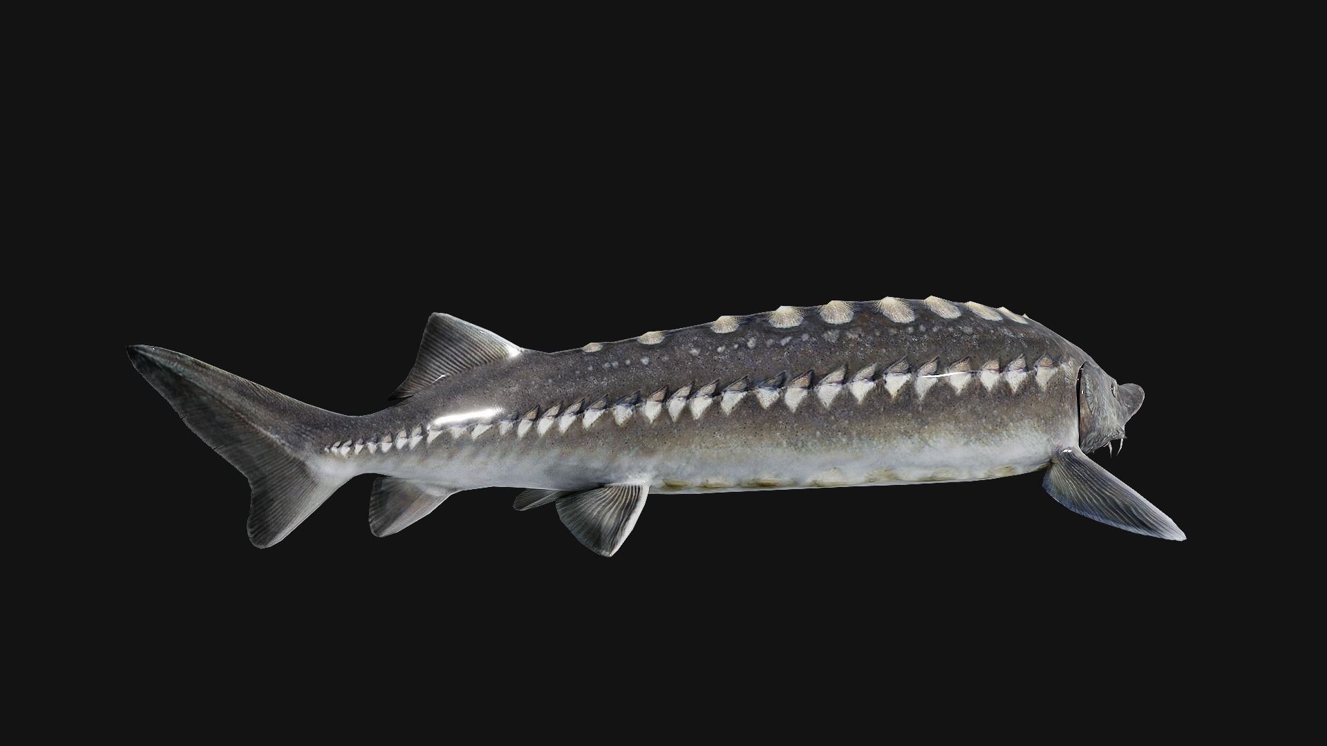 3D model Sturgeon Freshwater Fish VR / AR / low-poly | CGTrader