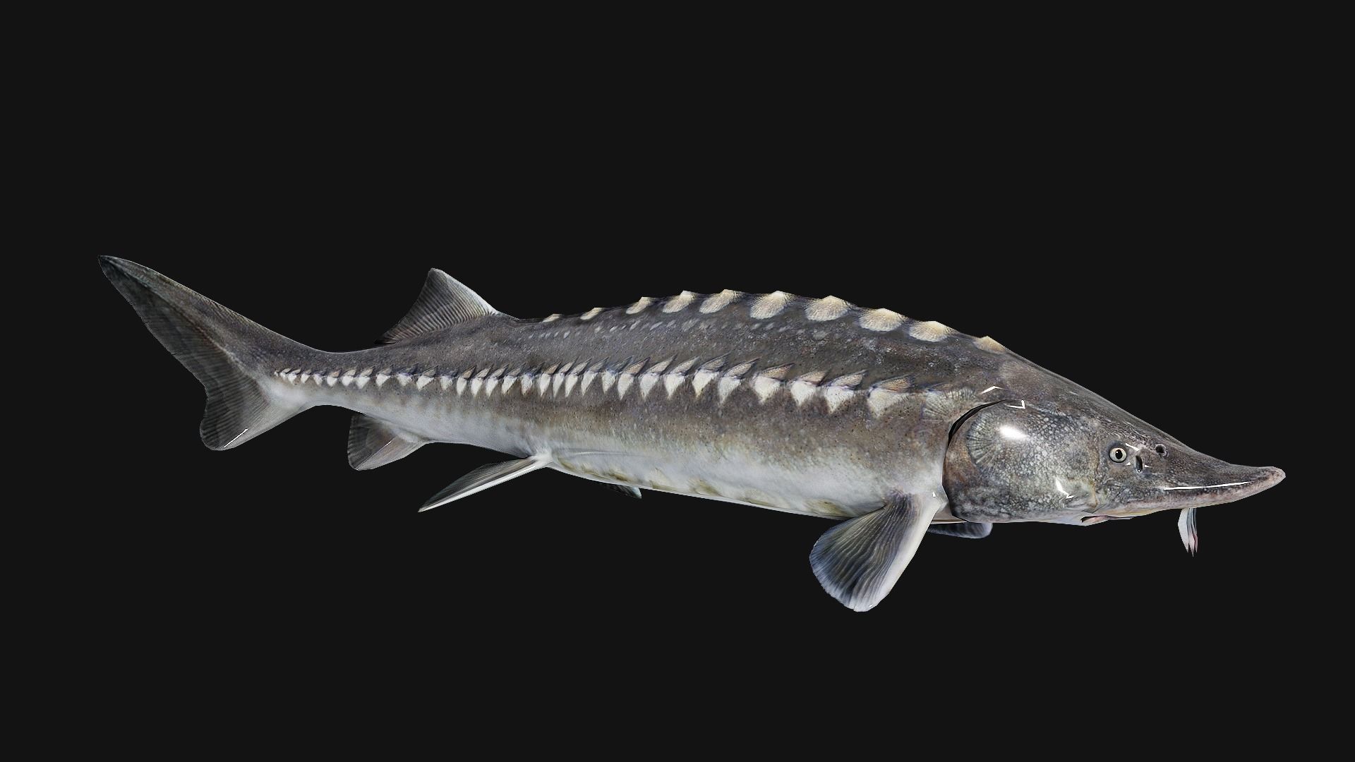 3D model Sturgeon Freshwater Fish VR / AR / low-poly | CGTrader