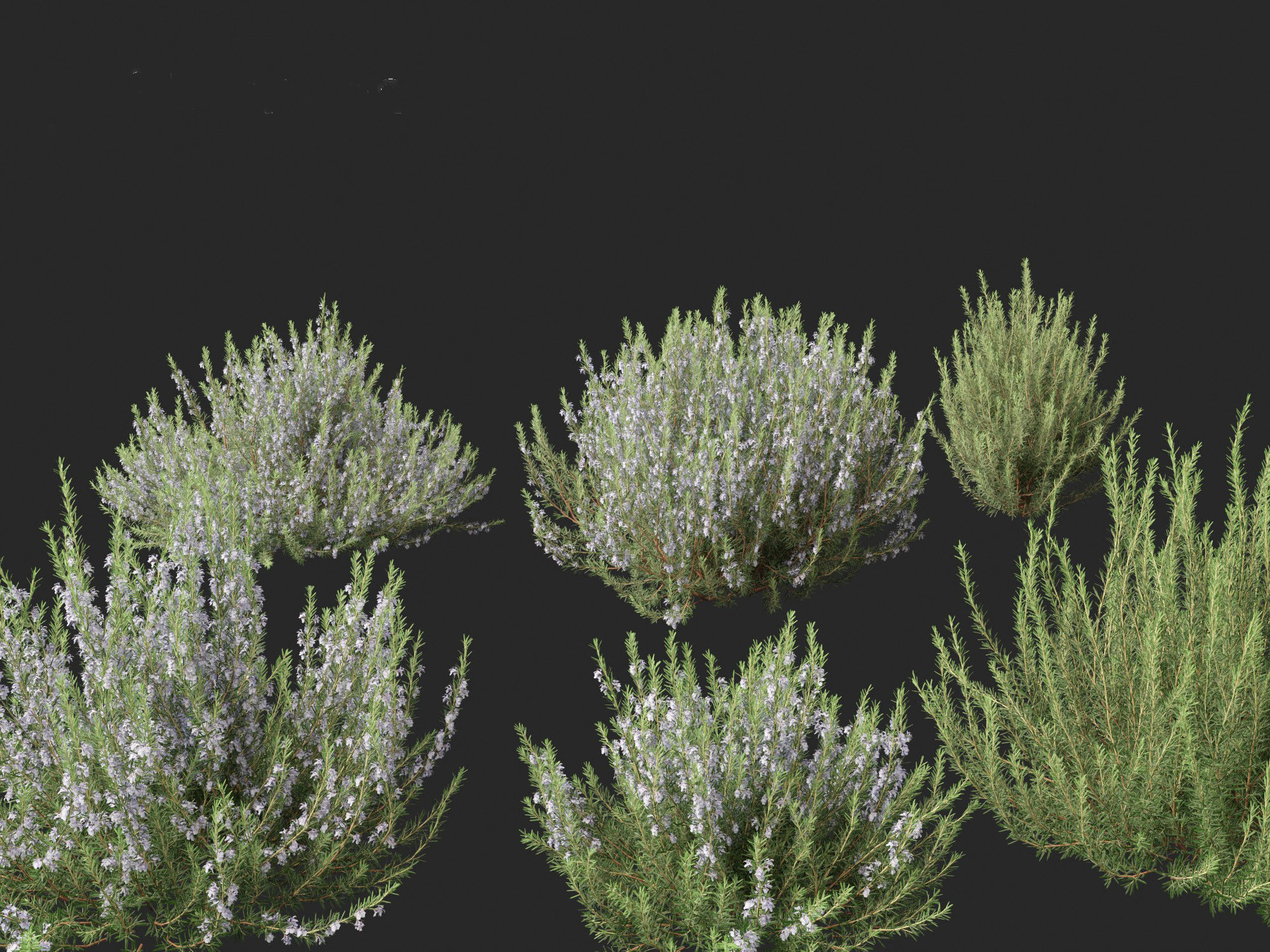 Rosmarinus officinalis - Rosemary 3D model | CGTrader