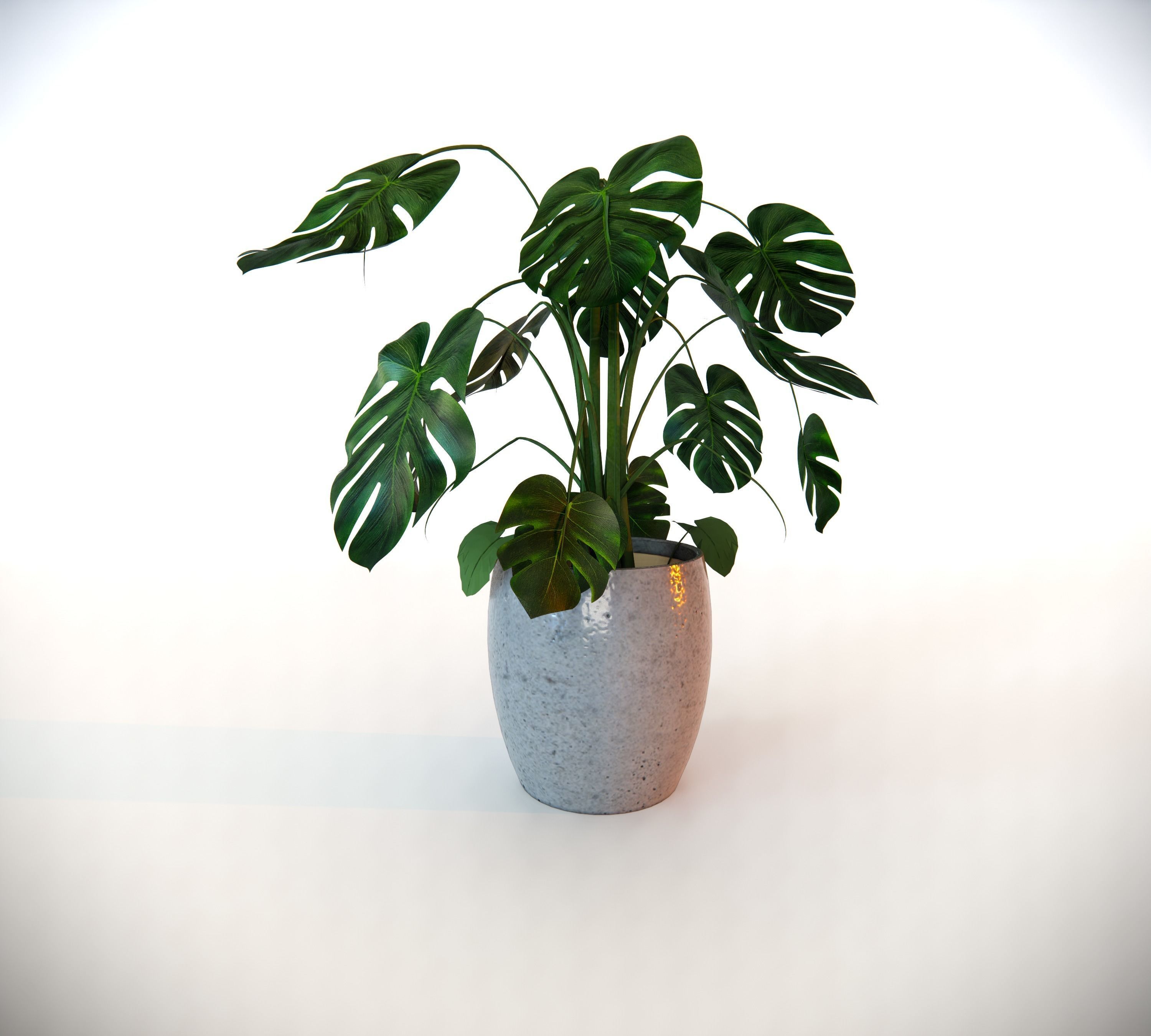 Plant Monstera Vase free VR / AR / low-poly 3D model | CGTrader