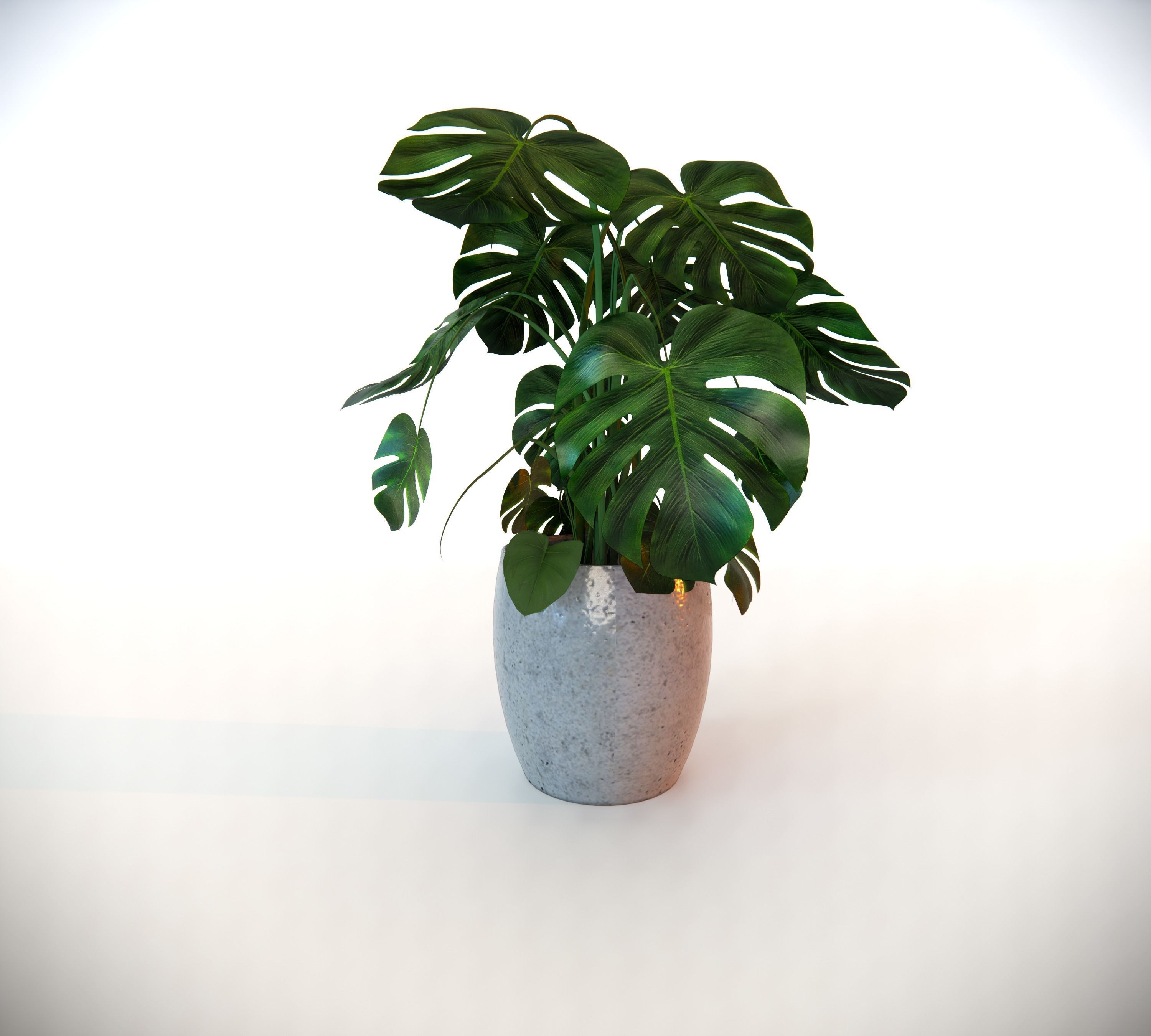 Plant Monstera Vase free VR / AR / low-poly 3D model | CGTrader