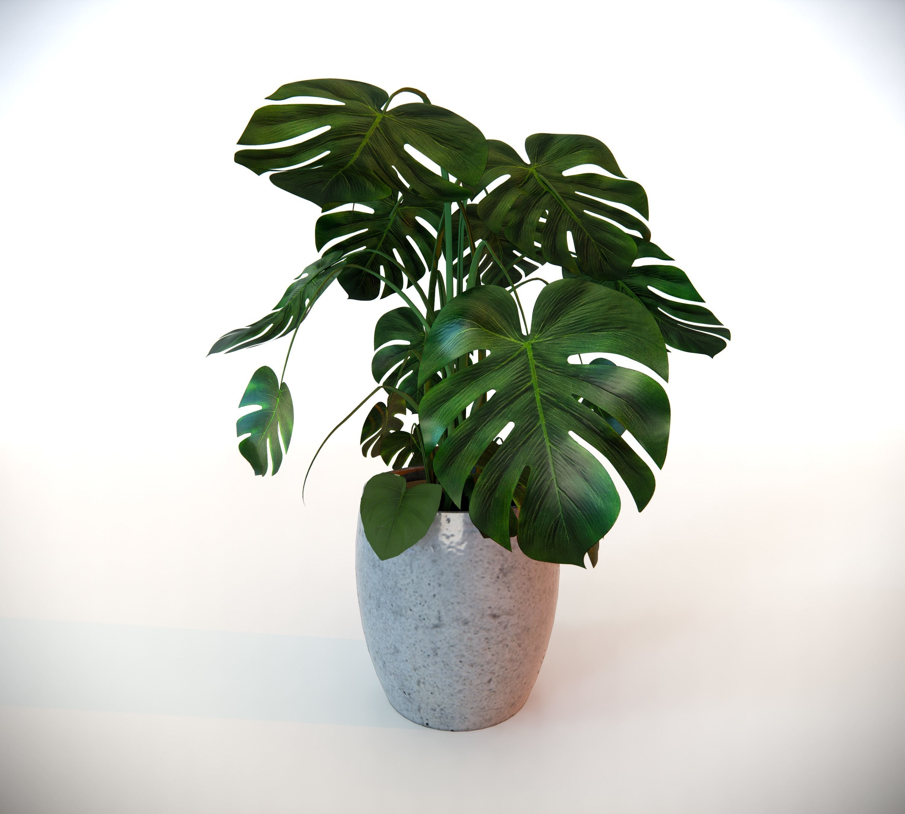 Plant Monstera Vase free VR / AR / low-poly 3D model | CGTrader