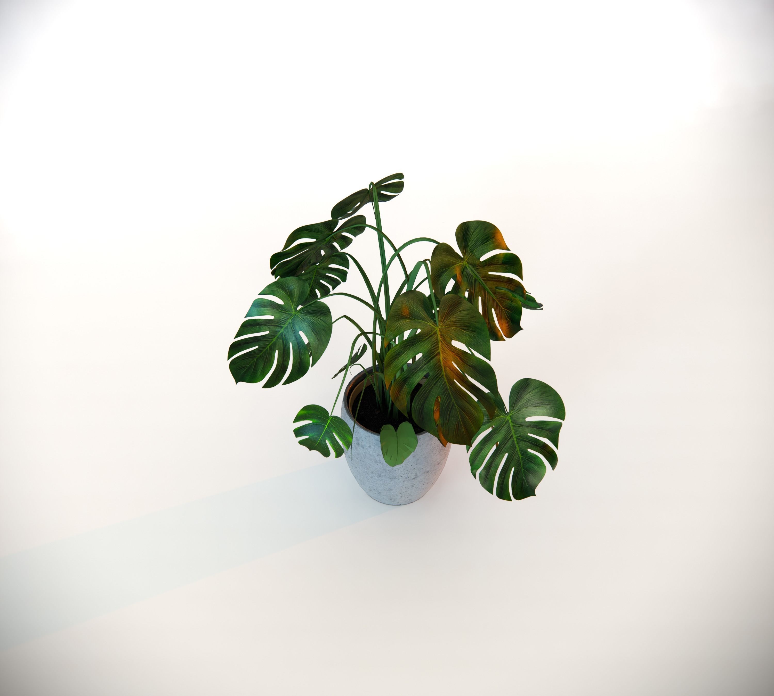 Plant Monstera Vase free VR / AR / low-poly 3D model | CGTrader