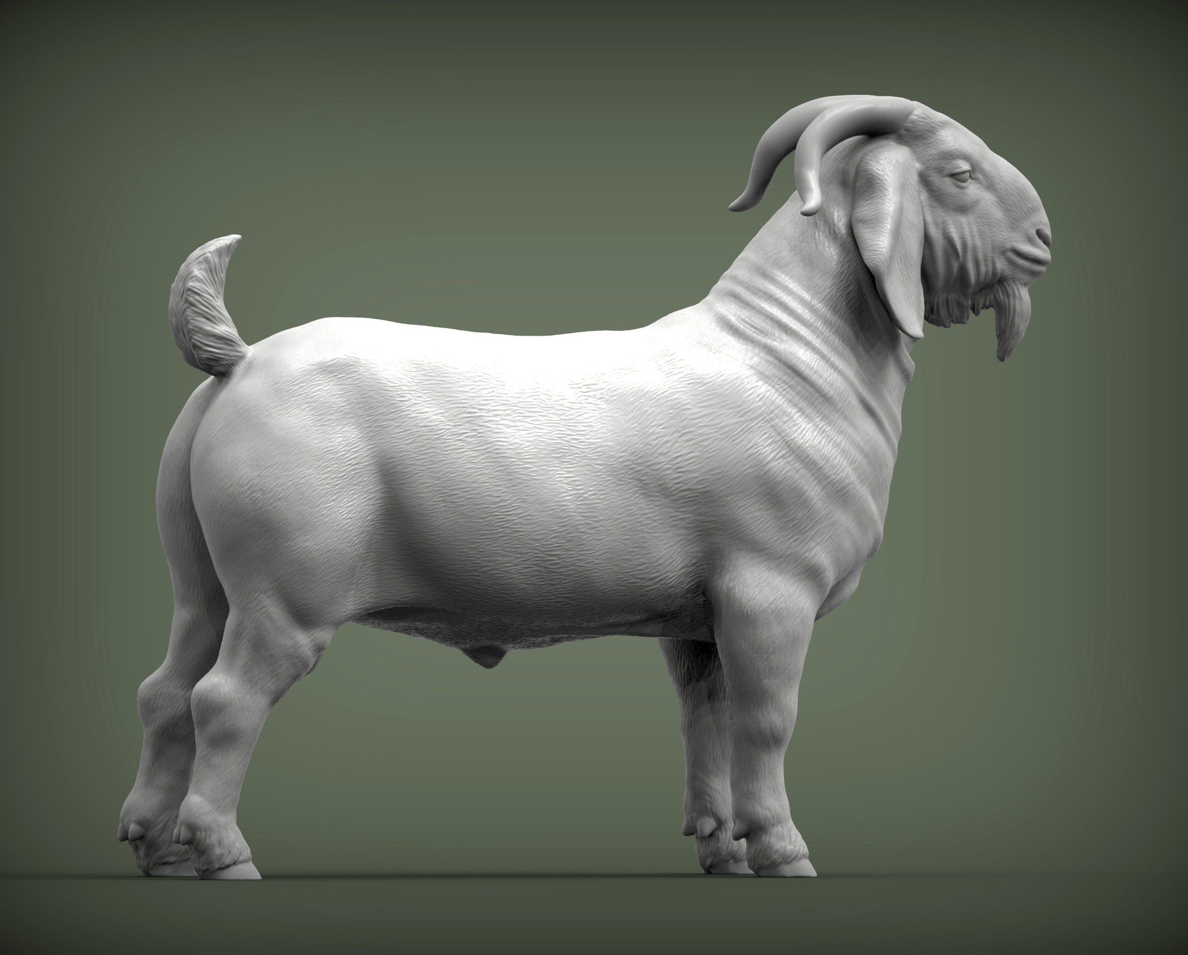 Boer Goats male 3D model 3D printable | CGTrader