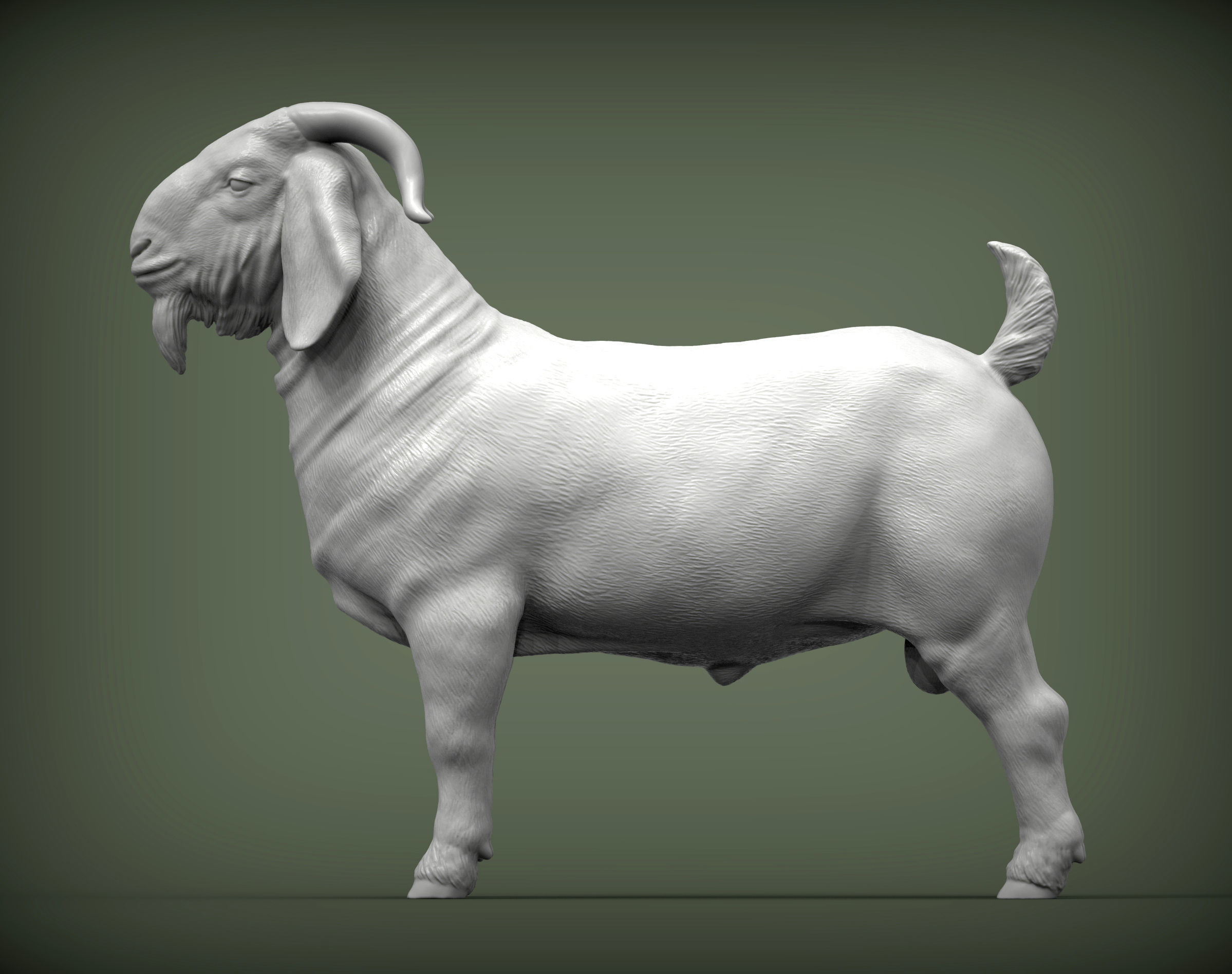 Boer Goats male 3D model 3D printable | CGTrader