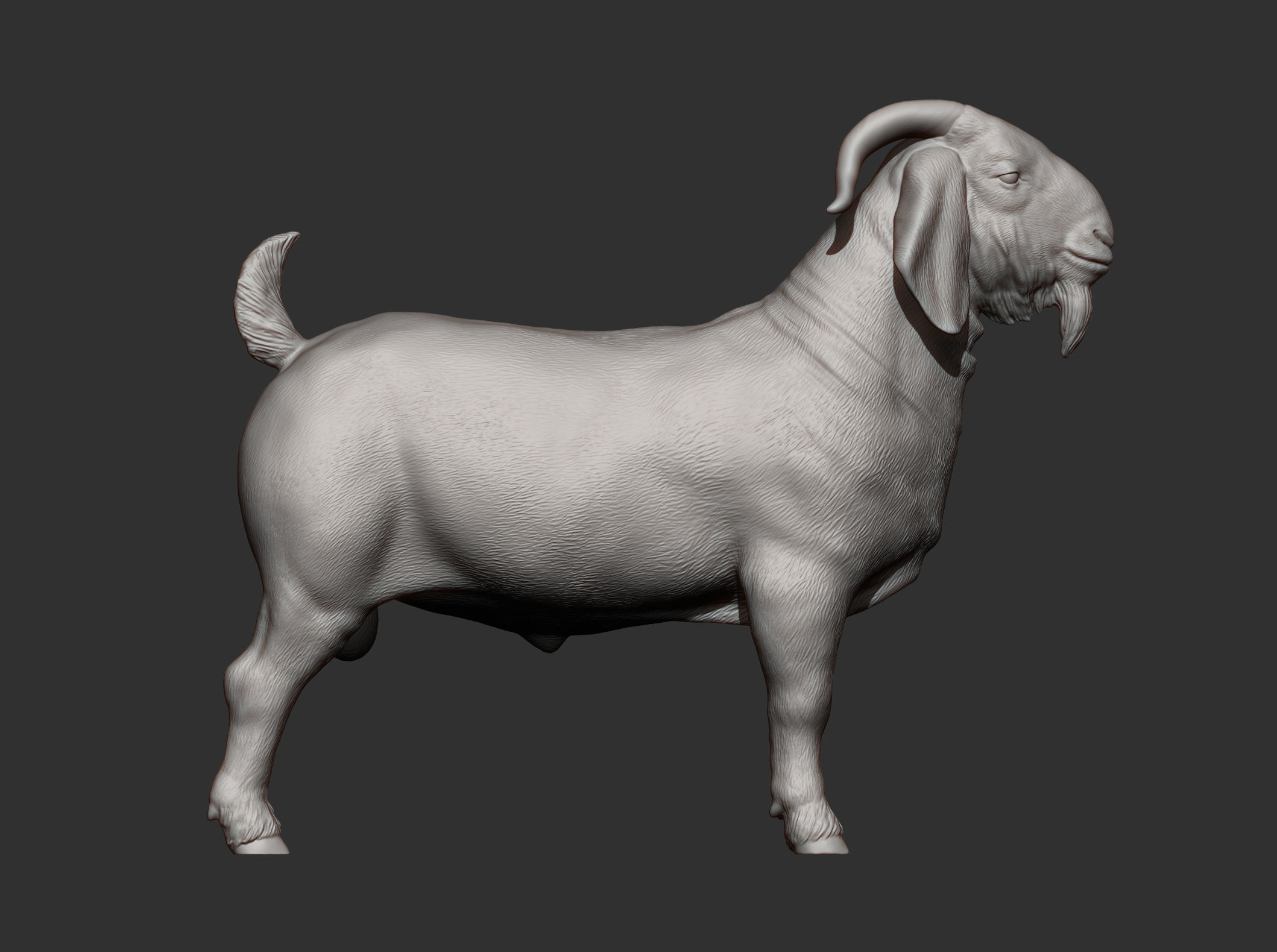 Boer Goats male 3D model 3D printable | CGTrader