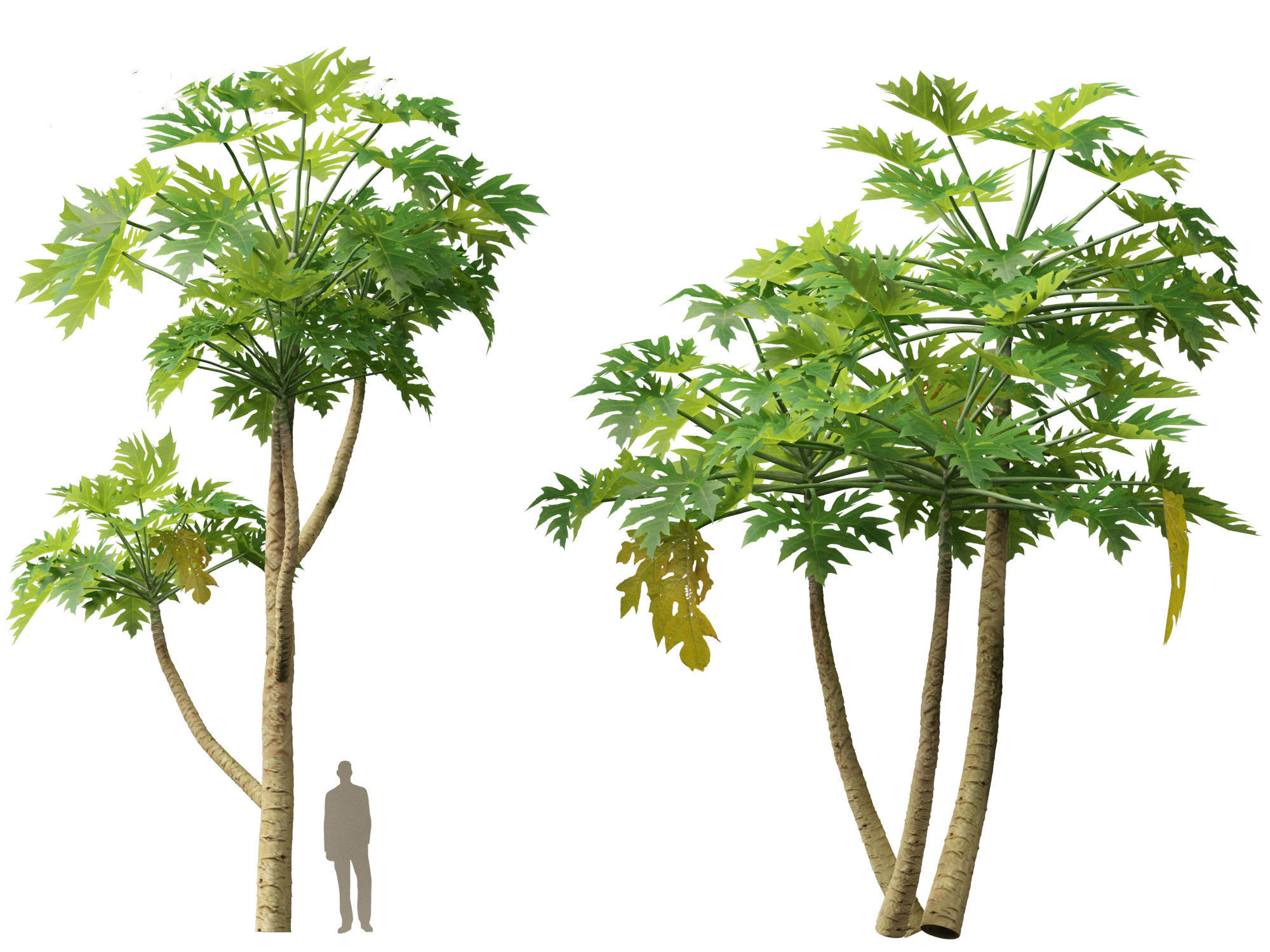 Carica papaya - Pawpaw 3D model | CGTrader