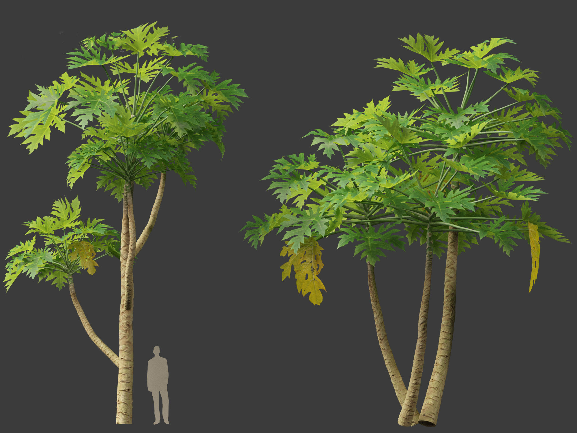 Carica papaya - Pawpaw 3D model | CGTrader