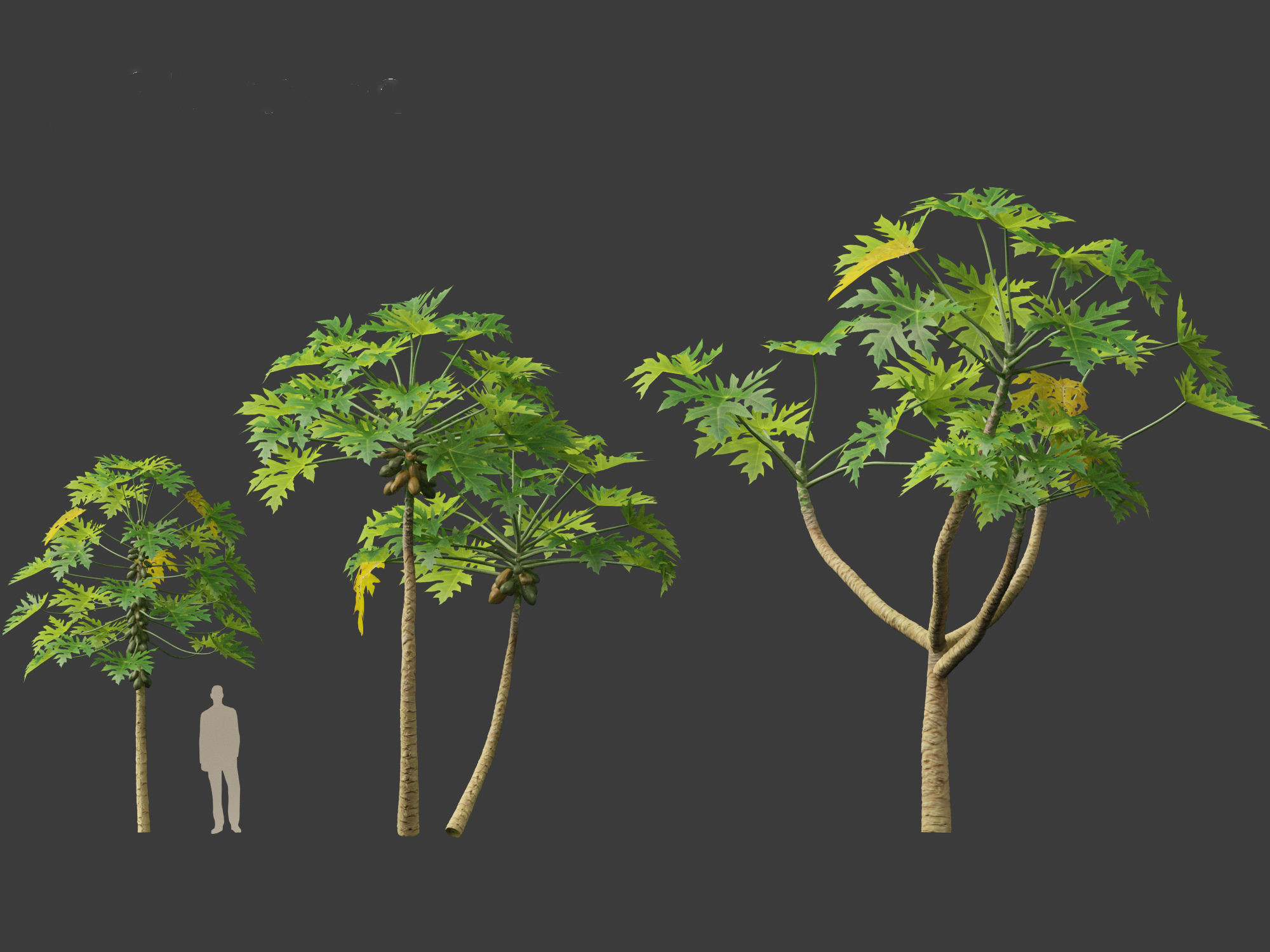 Carica papaya - Pawpaw 3D model | CGTrader