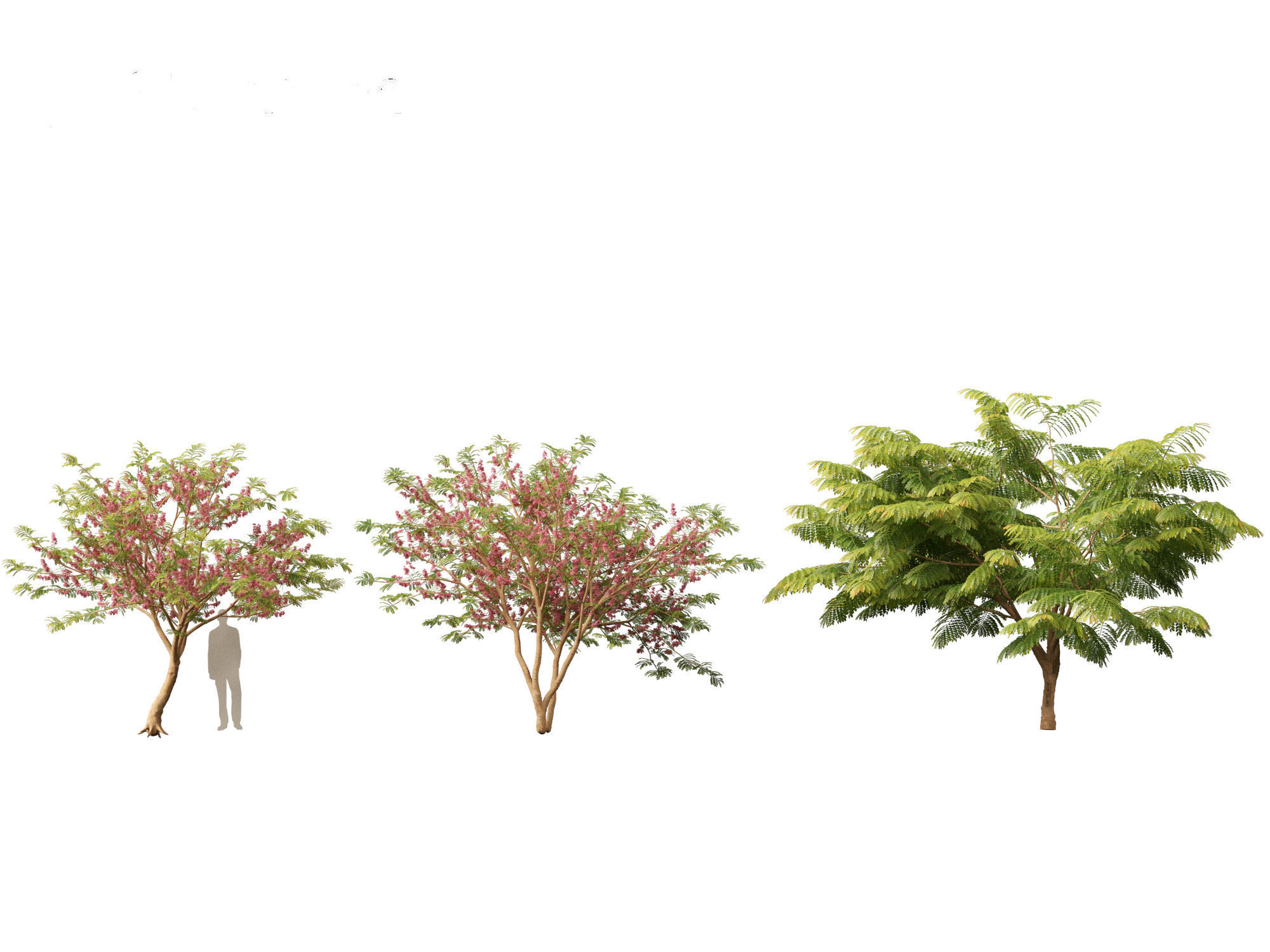 Cassia Javanica Apple Blossom Tree 3d Model Cgtrader
