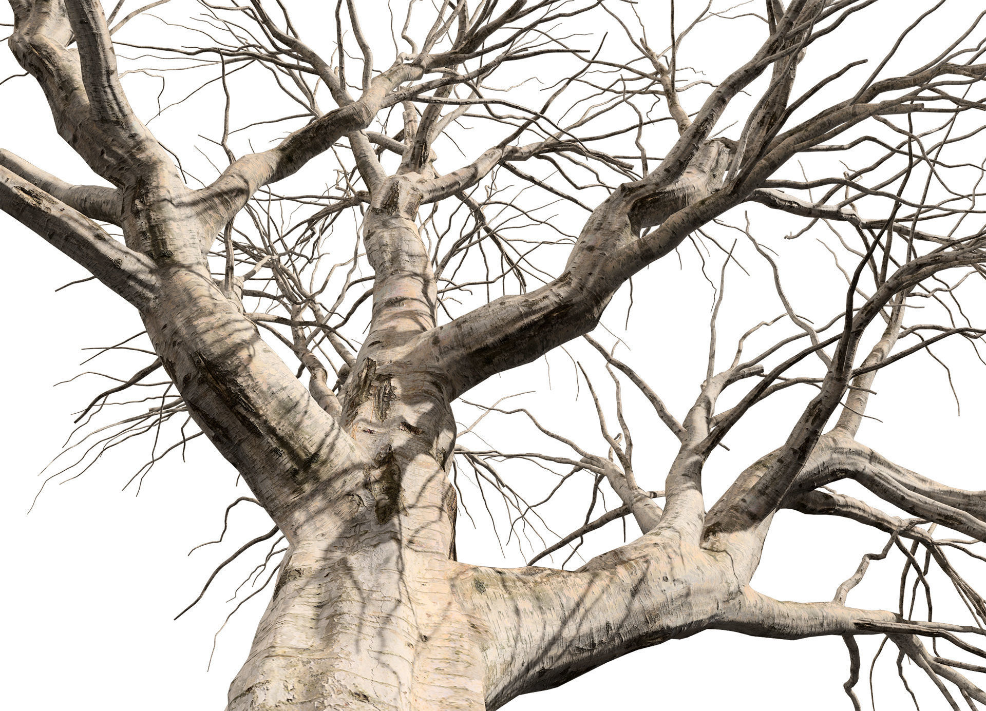 3D model Realistic Leafless Tree Trunk VR / AR / low-poly | CGTrader