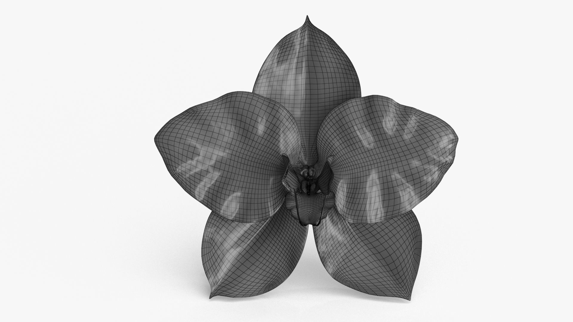 3D model Orchid Flower 3 colors VR / AR / low-poly | CGTrader