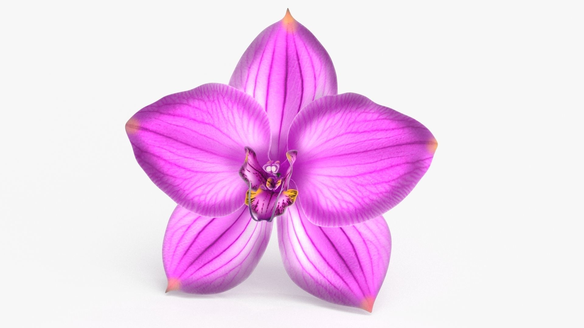 3D model Orchid Flower 3 colors VR / AR / low-poly | CGTrader