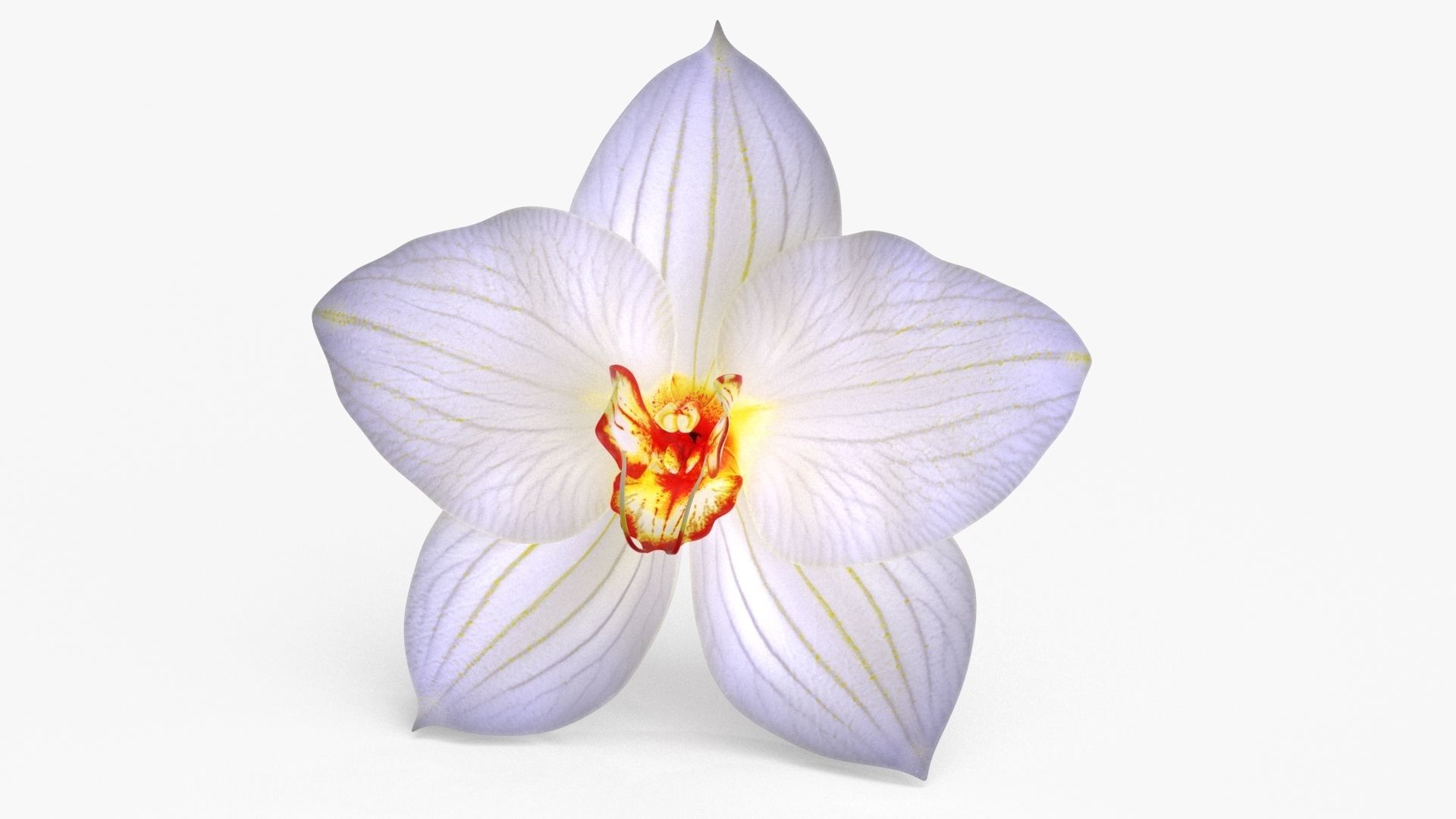 3D model Orchid Flower 3 colors VR / AR / low-poly | CGTrader