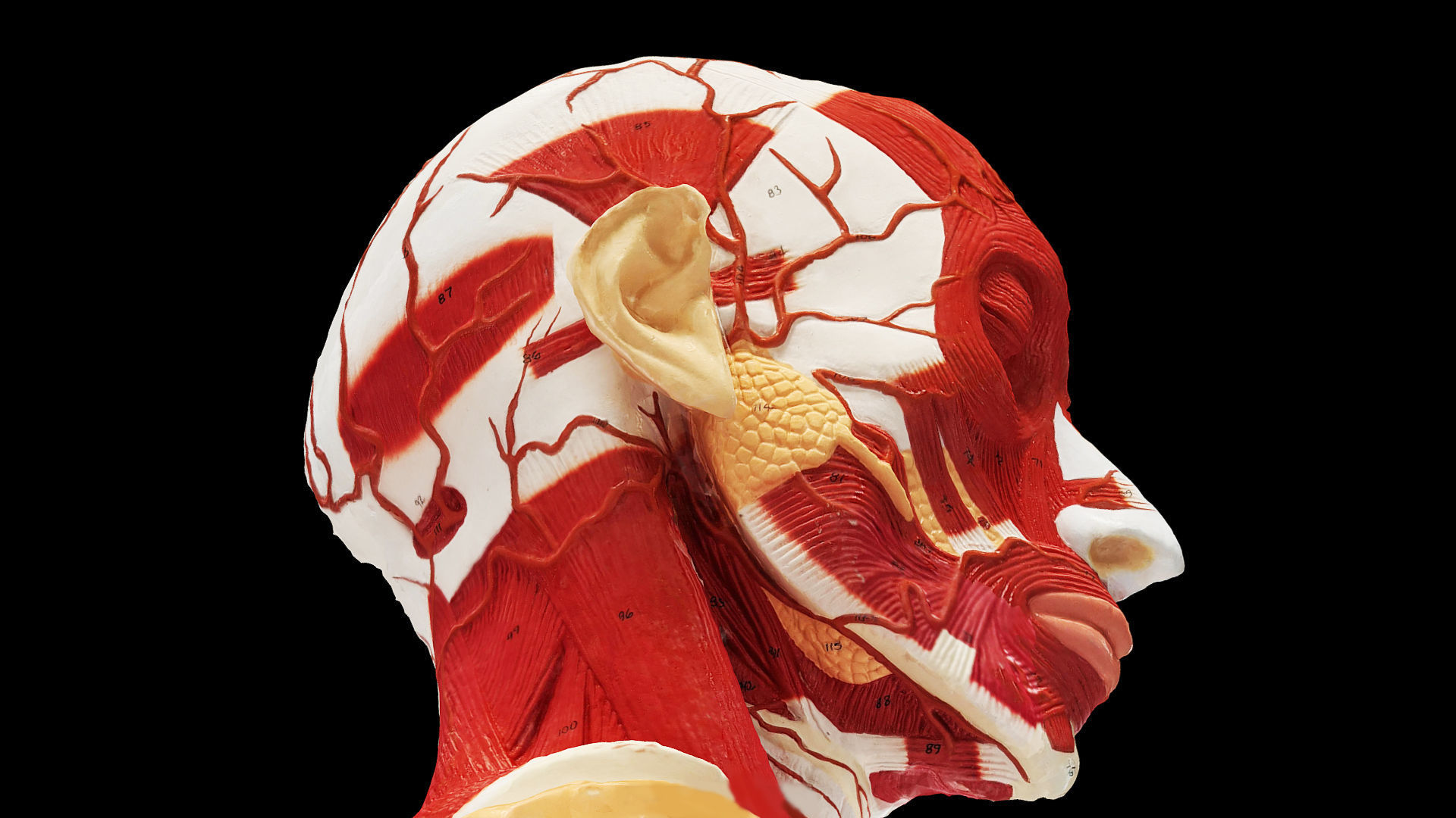 3D model Human Head Muscle VR / AR / low-poly | CGTrader