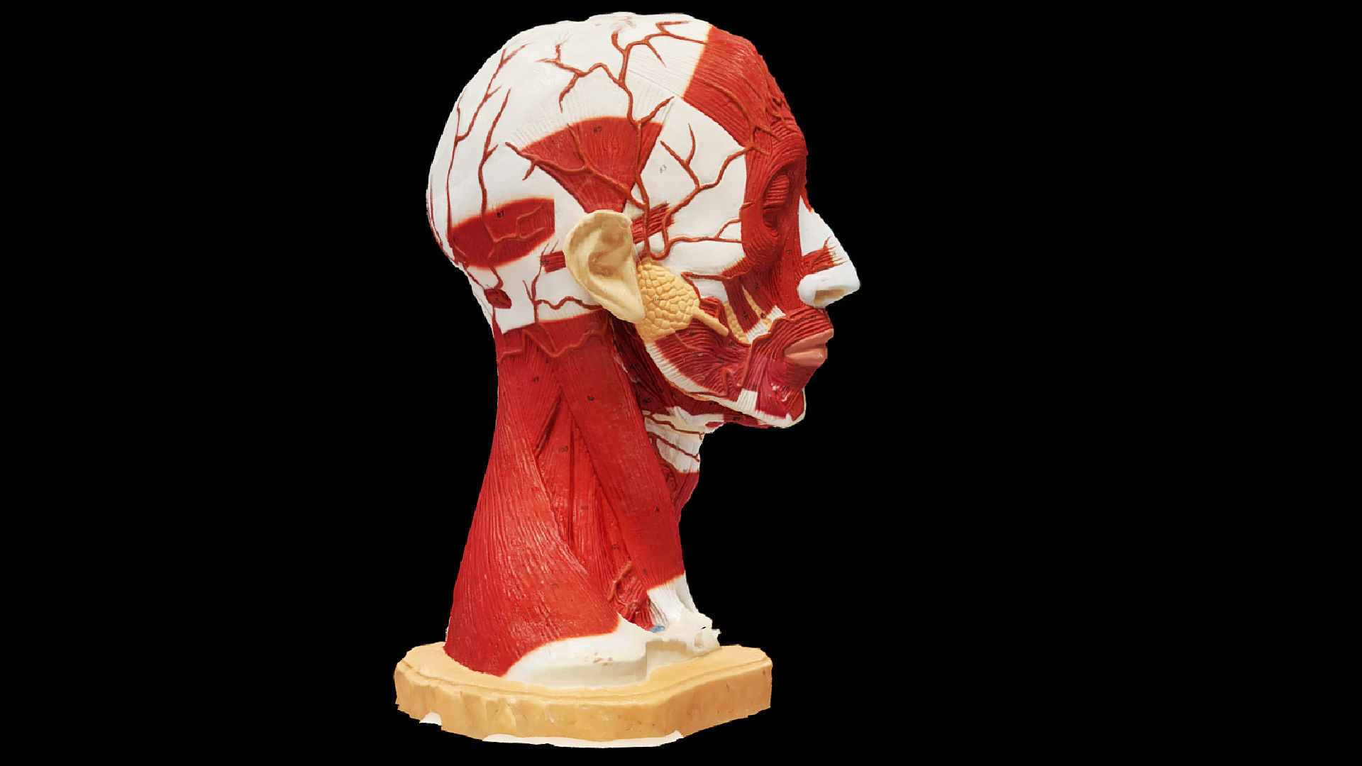 3D model Human Head Muscle VR / AR / low-poly | CGTrader