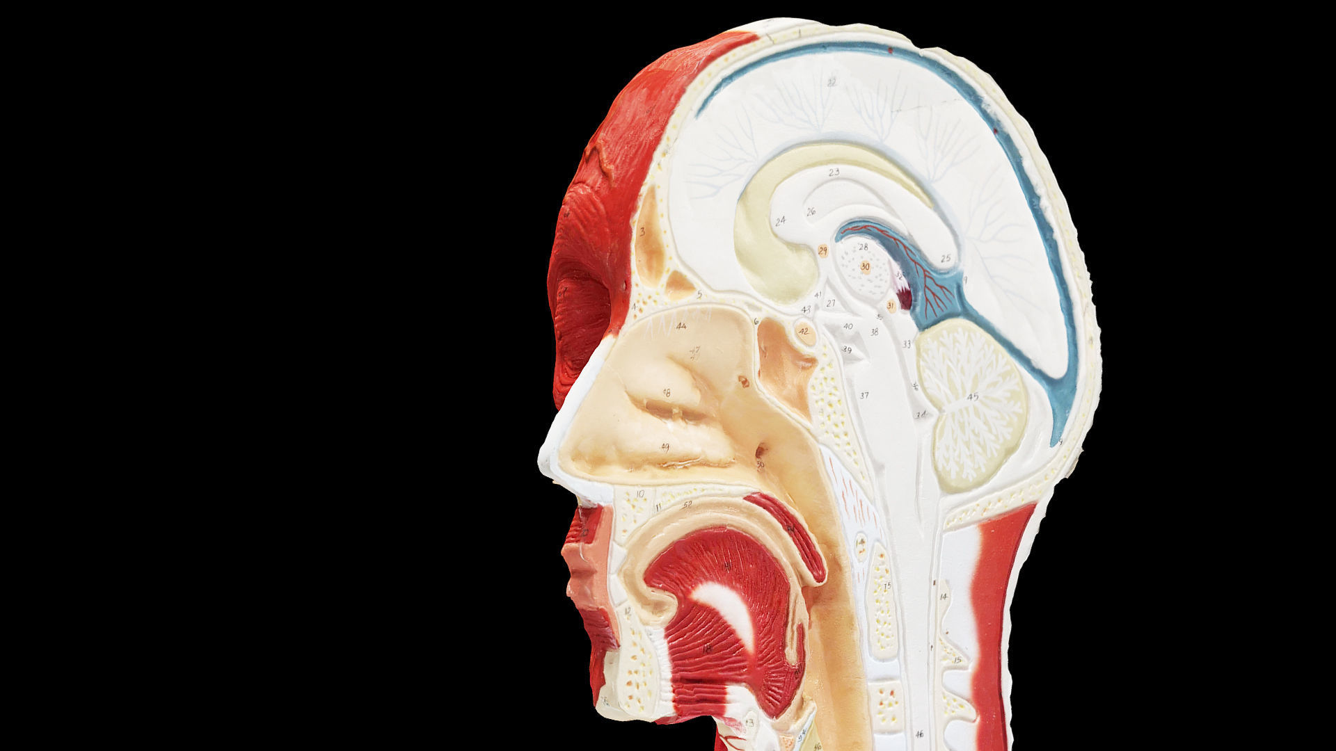 3D model Human Head Muscle VR / AR / low-poly | CGTrader