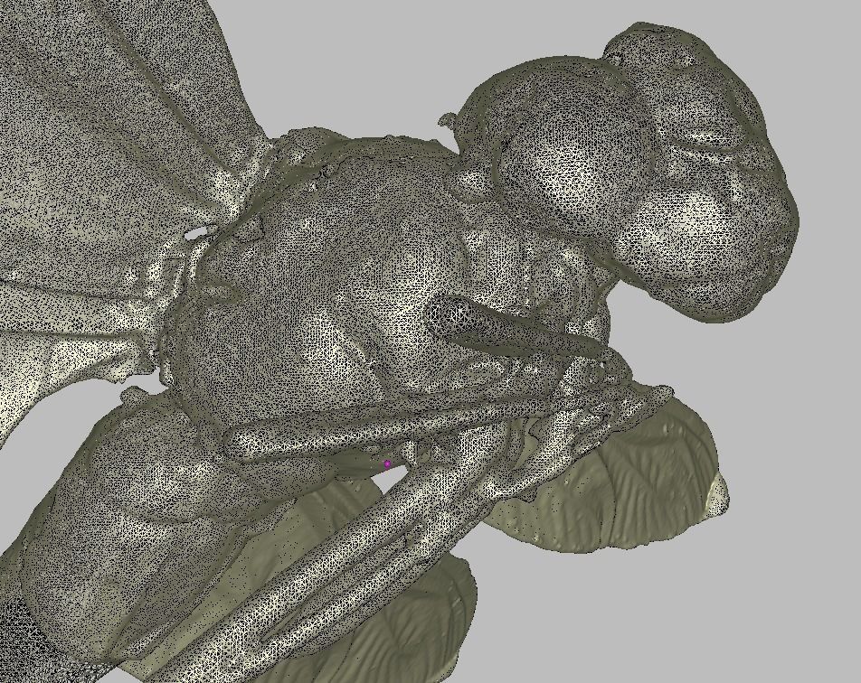 High Accurate Real life Firefly 3D-Scan 3D print model 3D model 3D ...