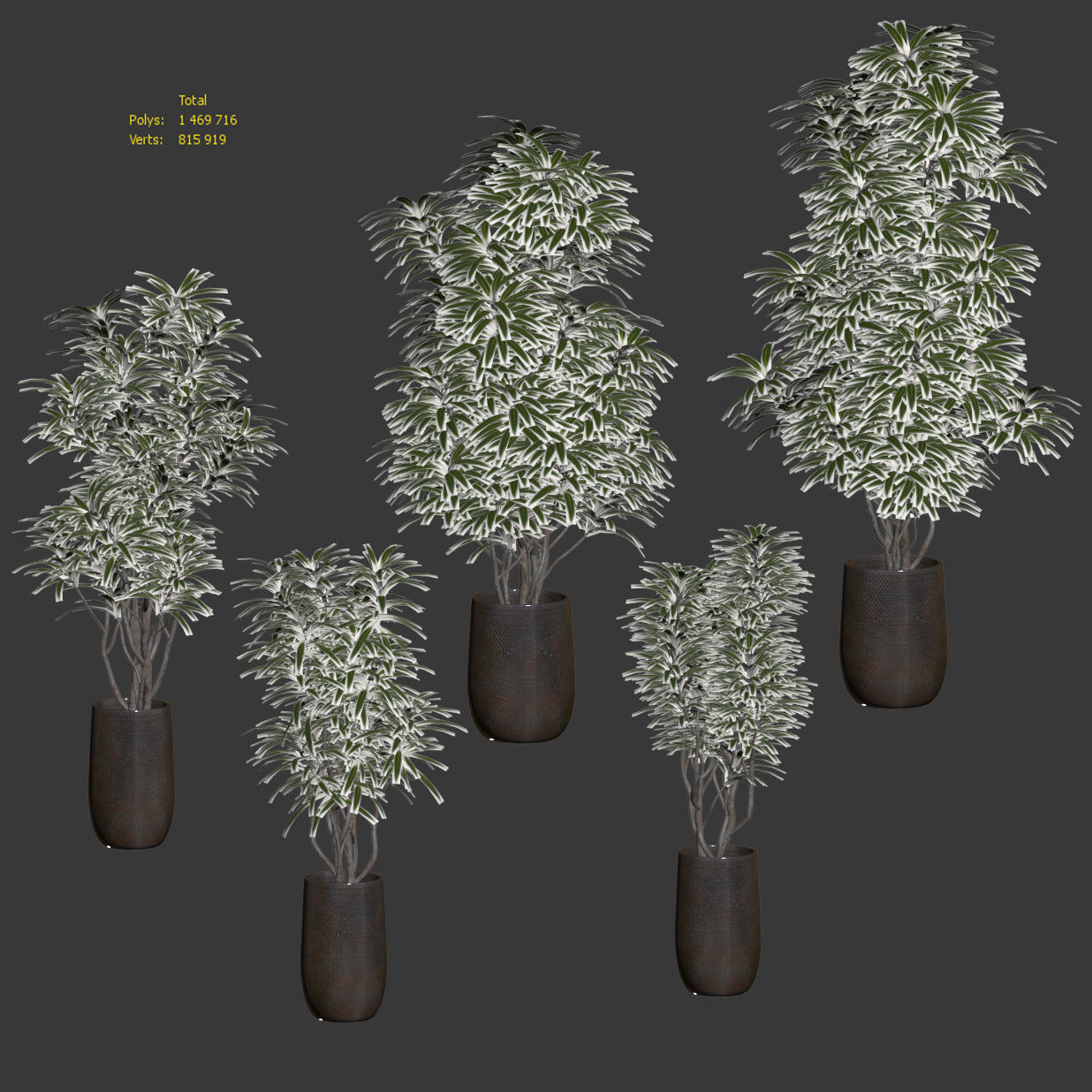 Set of ficus - 5 models 3D model | CGTrader