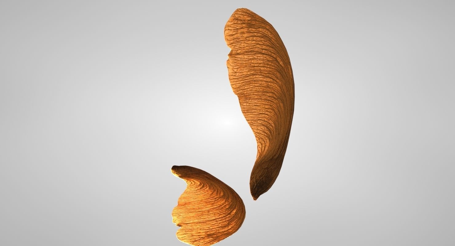 3D model 3D Maple Seed VR / AR / low-poly | CGTrader