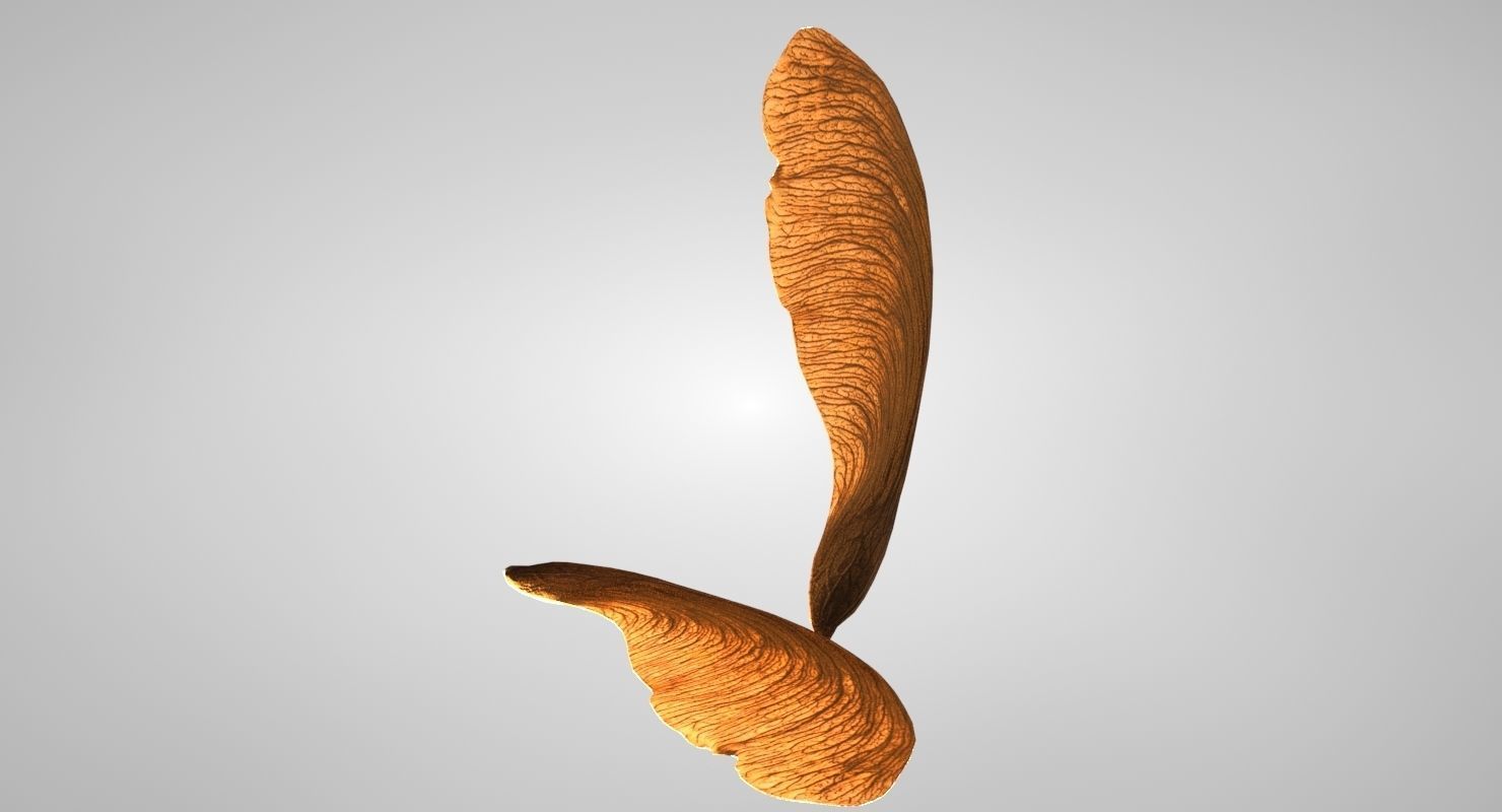 3D model 3D Maple Seed VR / AR / low-poly | CGTrader