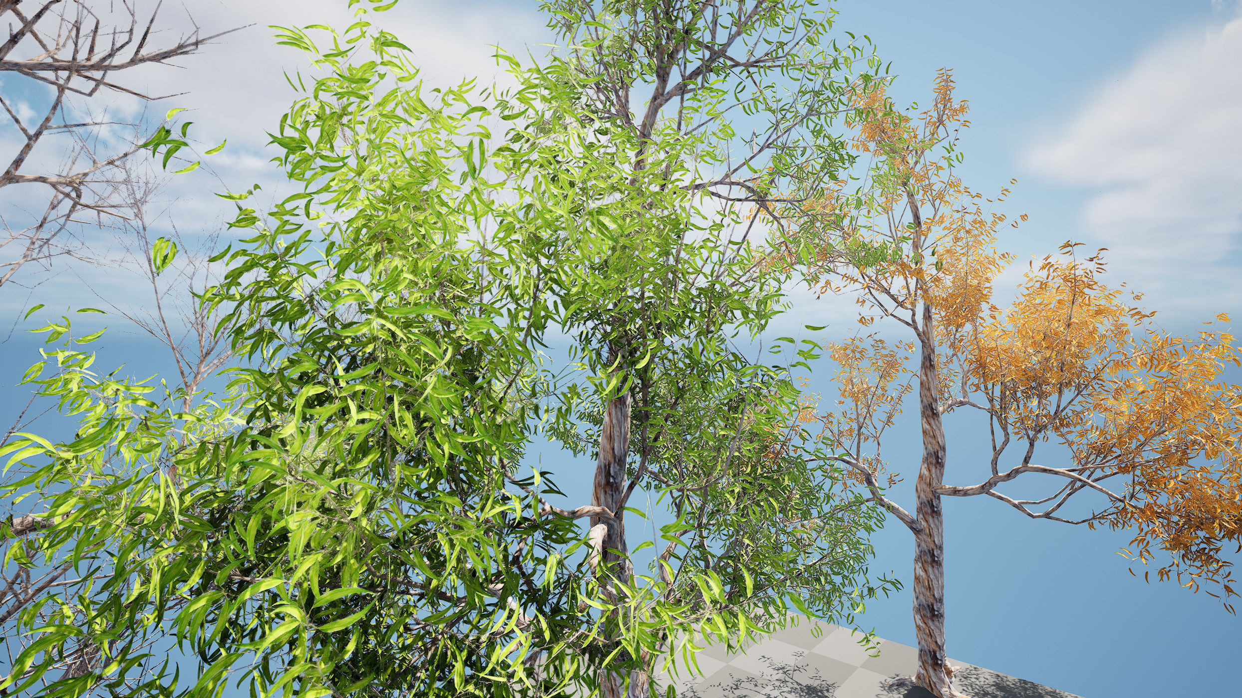 Highly Detailed Gum Tree 3D Models free VR / AR / low-poly 3D model ...