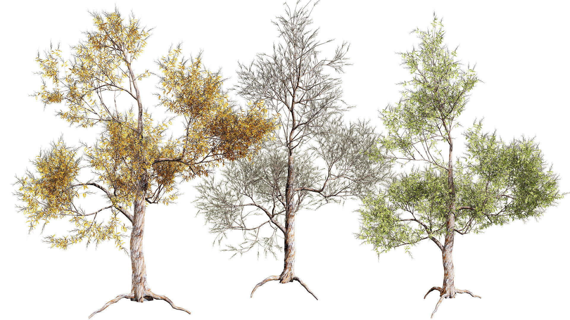 Highly Detailed Gum Tree 3D Models free VR / AR / low-poly 3D model ...