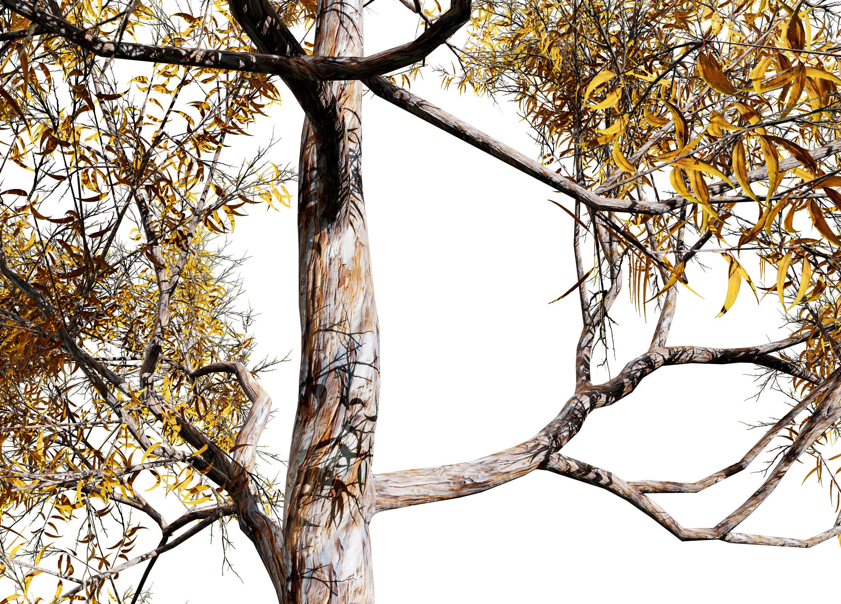 Highly Detailed Gum Tree 3D Models free VR / AR / low-poly 3D model ...