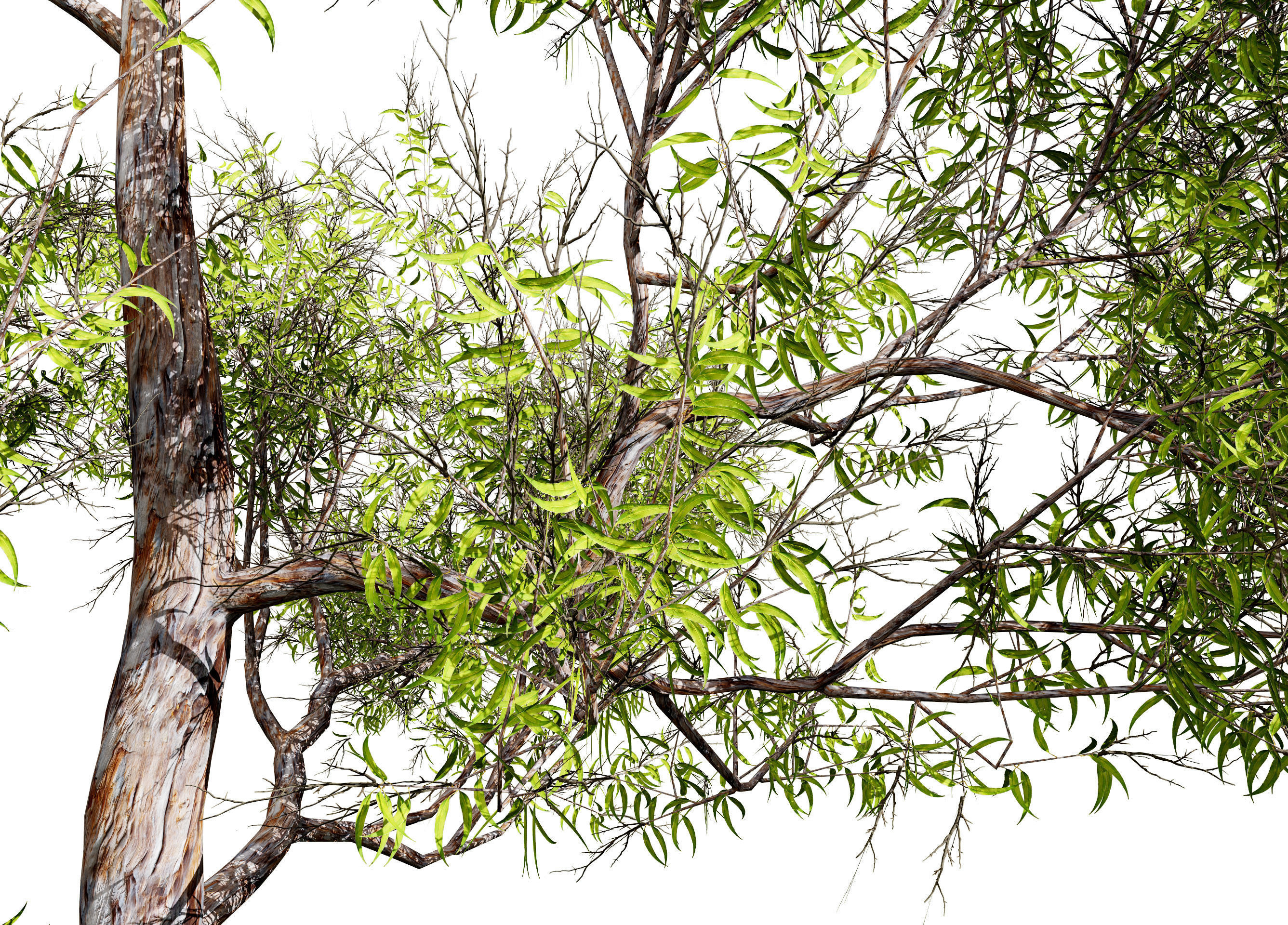 Highly Detailed Gum Tree 3D Models free VR / AR / low-poly 3D model ...