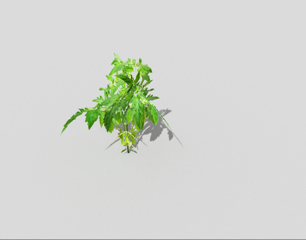 3D model Low poly Plant cannabis VR / AR / low-poly | CGTrader