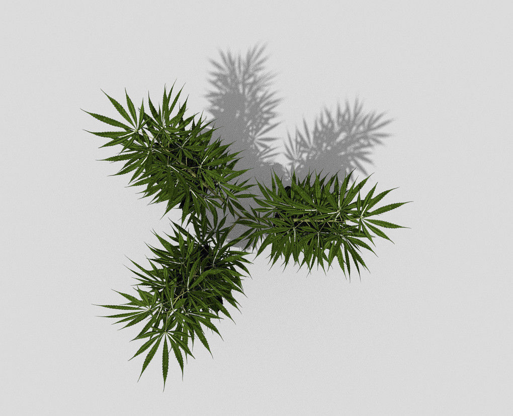 3D model low poly weed plant VR / AR / low-poly | CGTrader