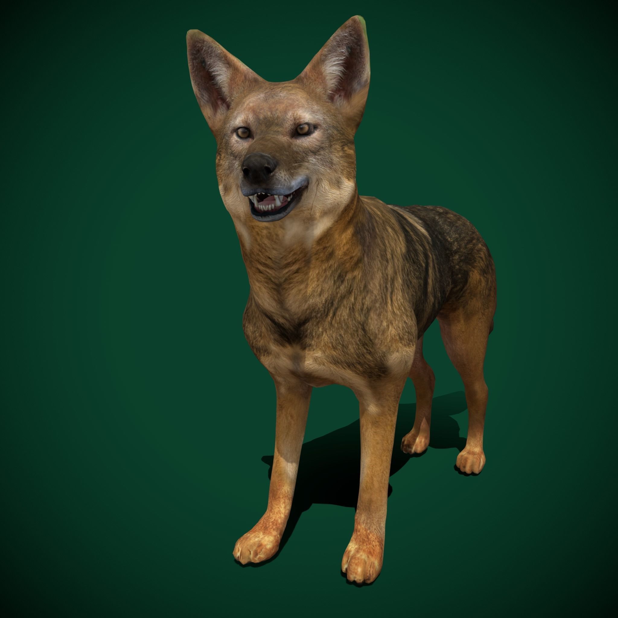 Golden Jackal Animal 3D model animated rigged | CGTrader
