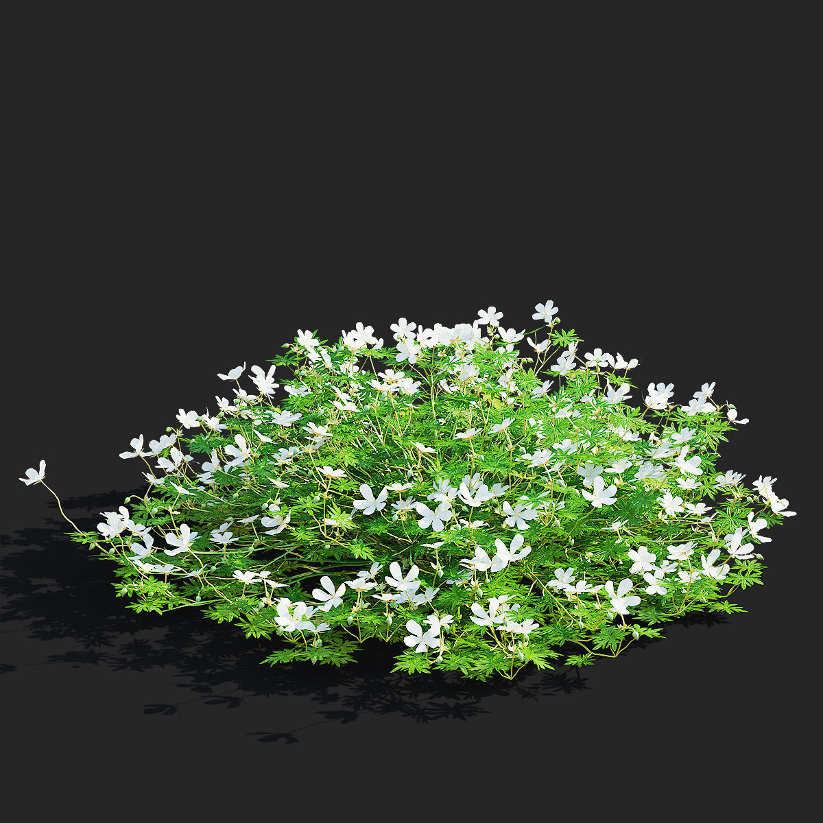 Geranium sanguineum Alba 3D model | CGTrader