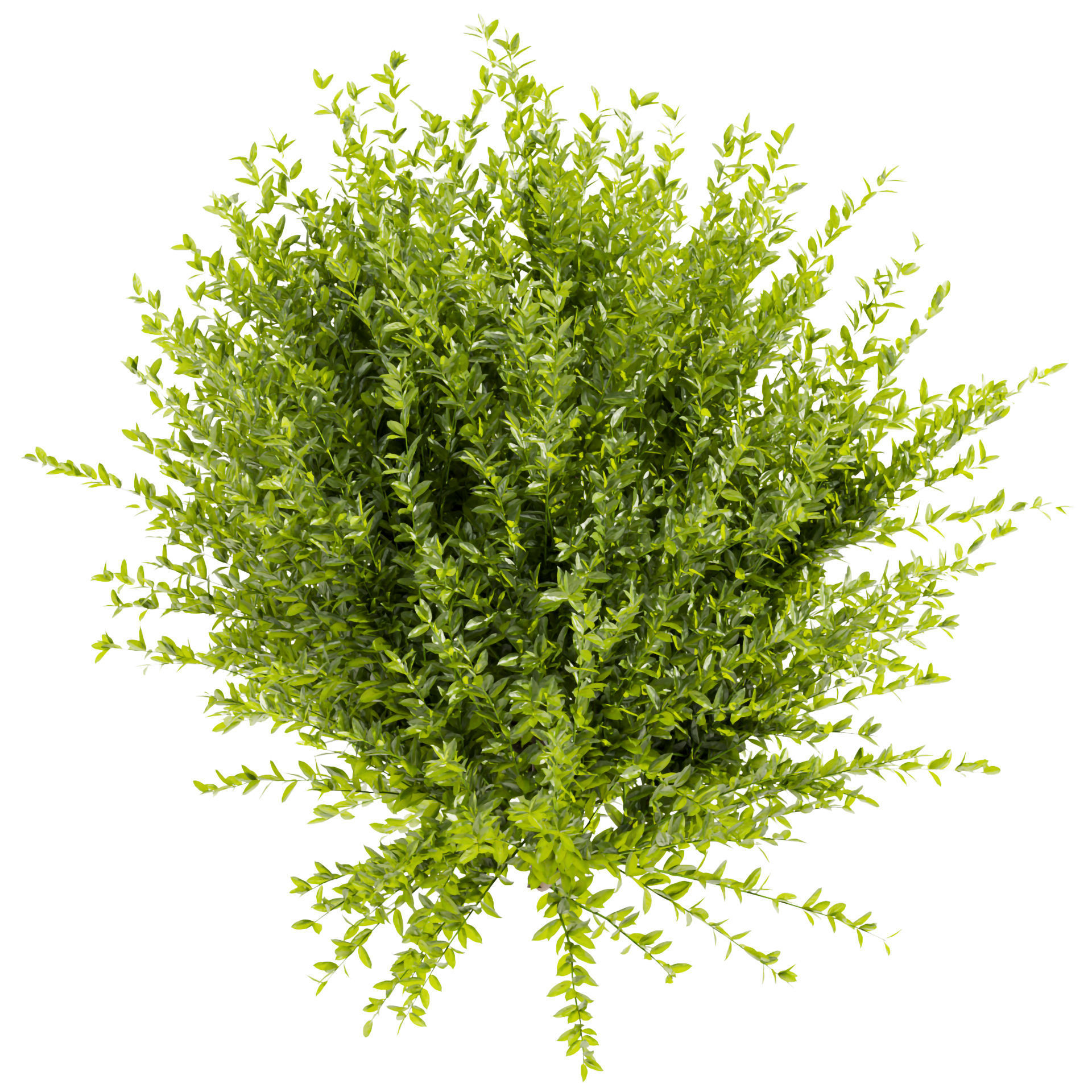 Collection plant vol 547 - wikstroemia - bush - leaf 3D model | CGTrader