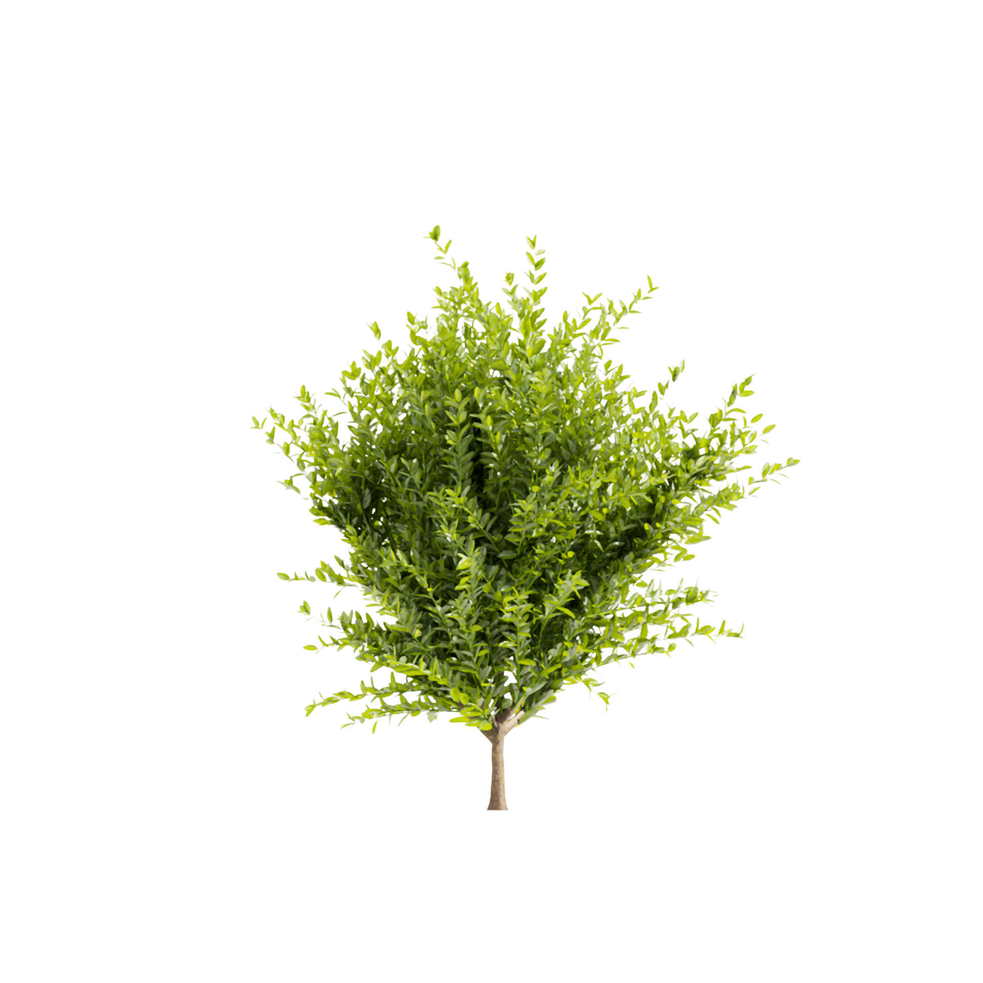 Collection plant vol 547 - wikstroemia - bush - leaf 3D model | CGTrader