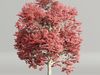 Autumn Maple Trees Collection vol 147-Blender 3D model | CGTrader