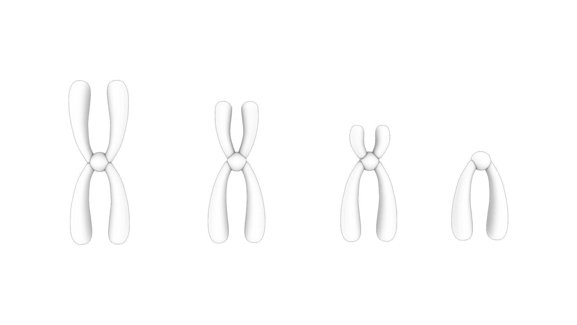 Types of Chromosomes 3D model | CGTrader