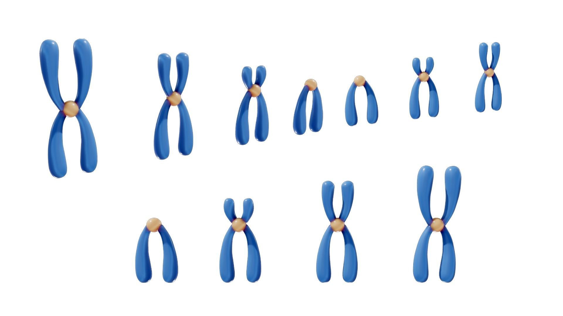 Types of Chromosomes 3D model | CGTrader