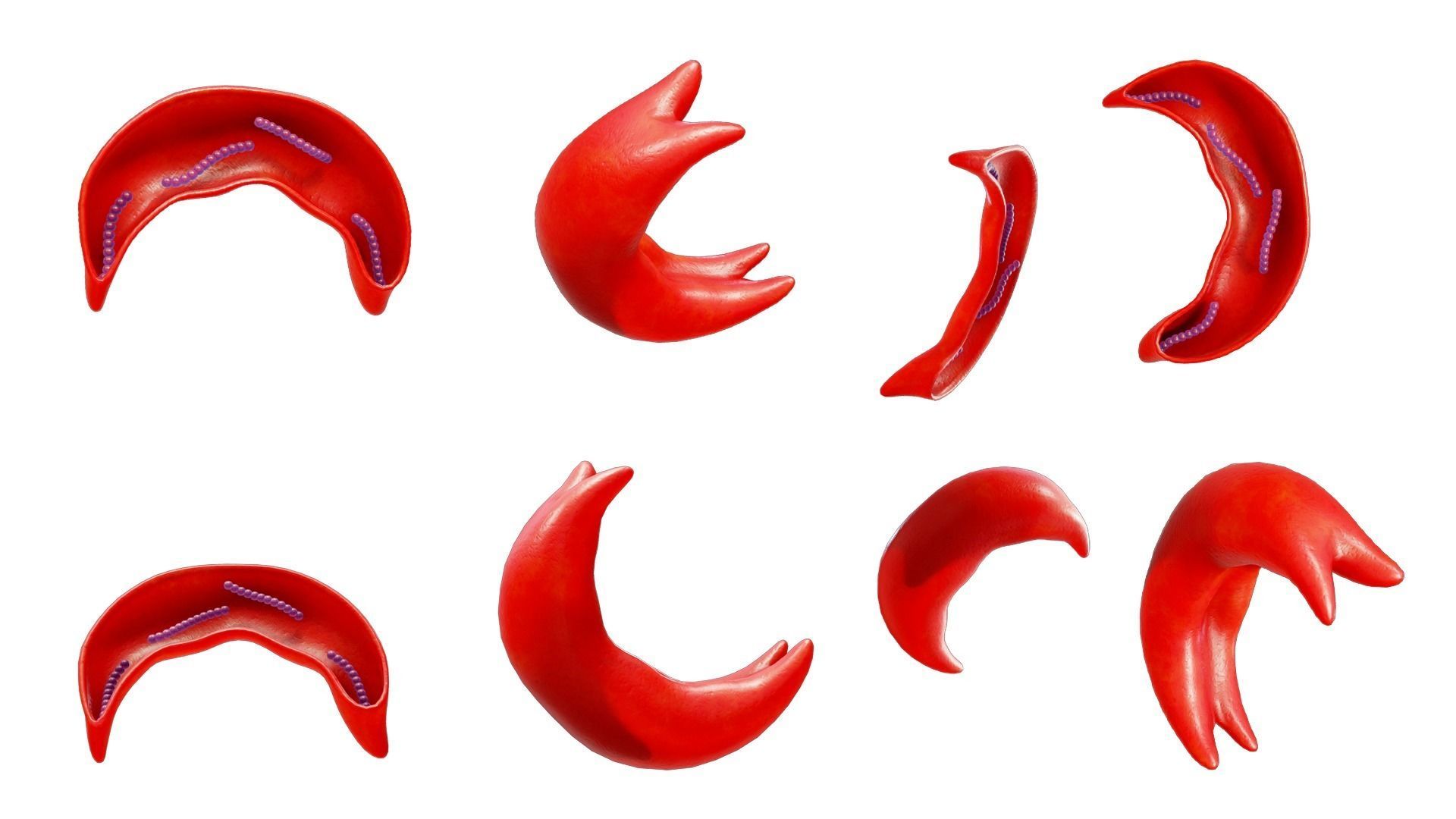 Cross Section of Normal vs Sickle Red Blood Cell 3D model | CGTrader