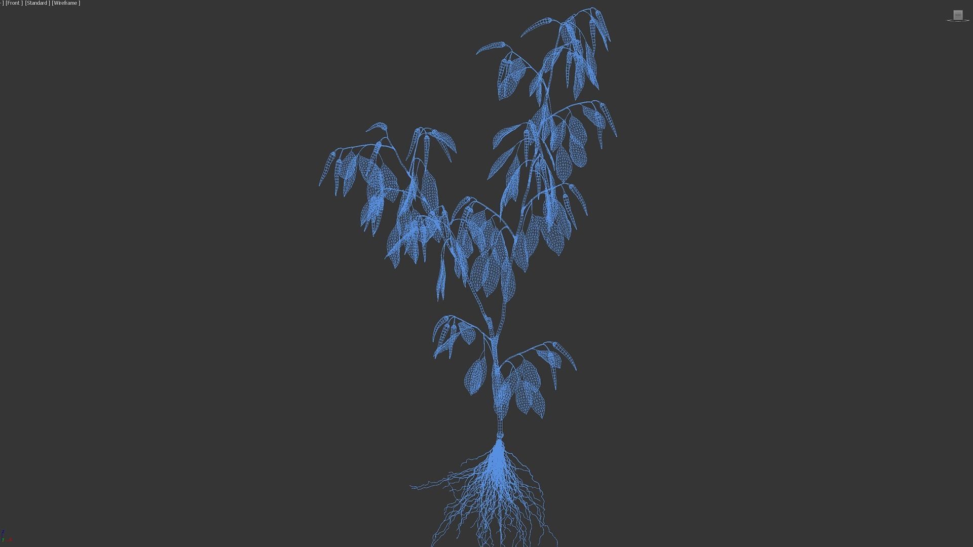 Pepper growth animation 3D model animated | CGTrader