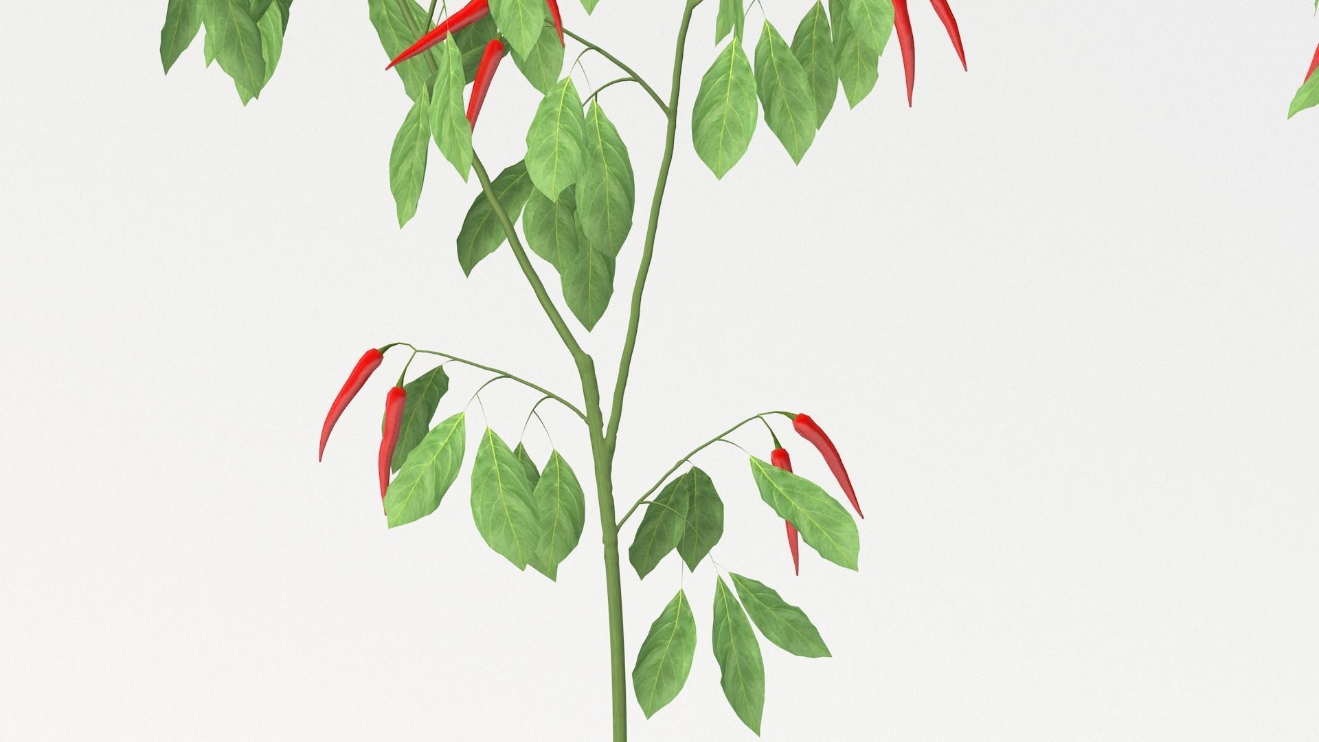 Pepper growth animation 3D model animated | CGTrader