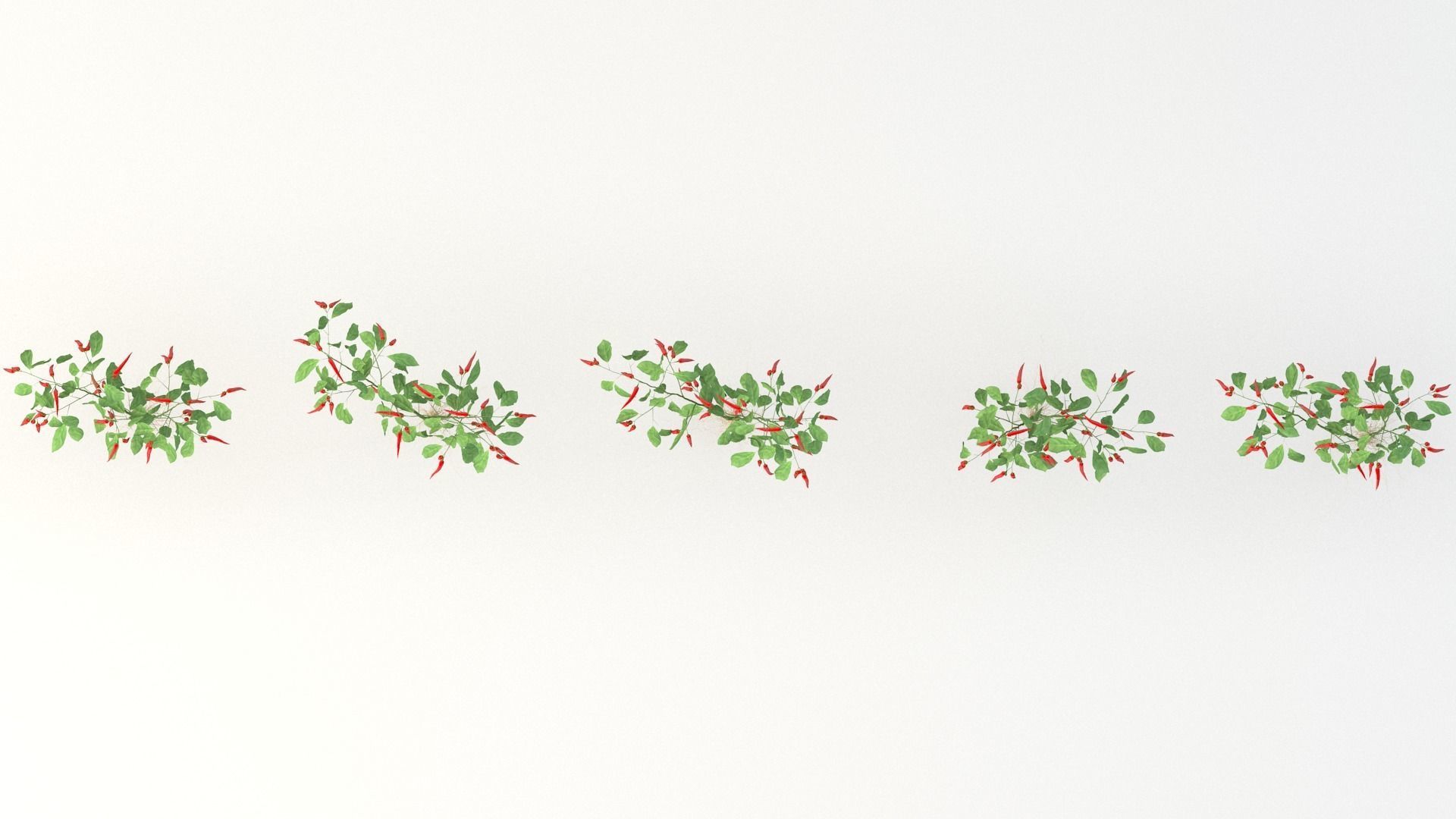 Pepper growth animation 3D model animated | CGTrader