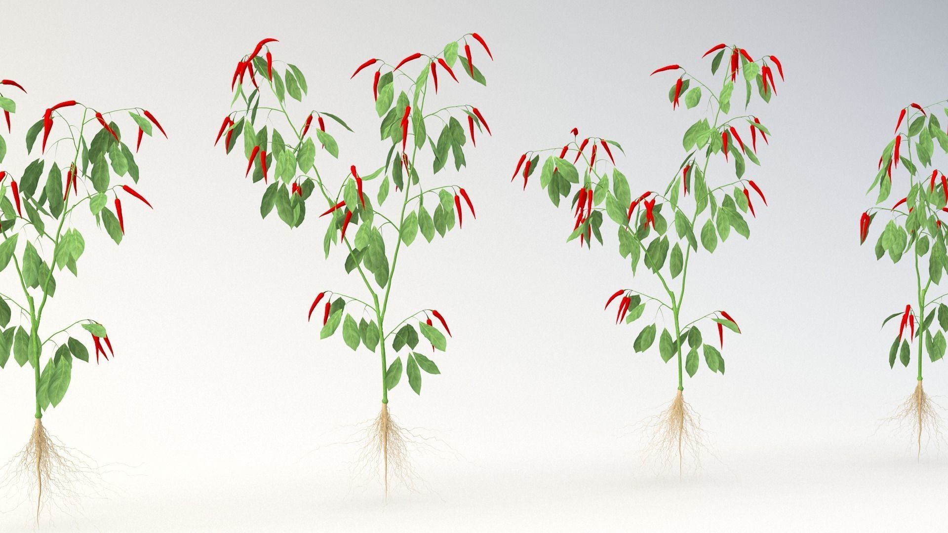 Pepper growth animation 3D model animated | CGTrader