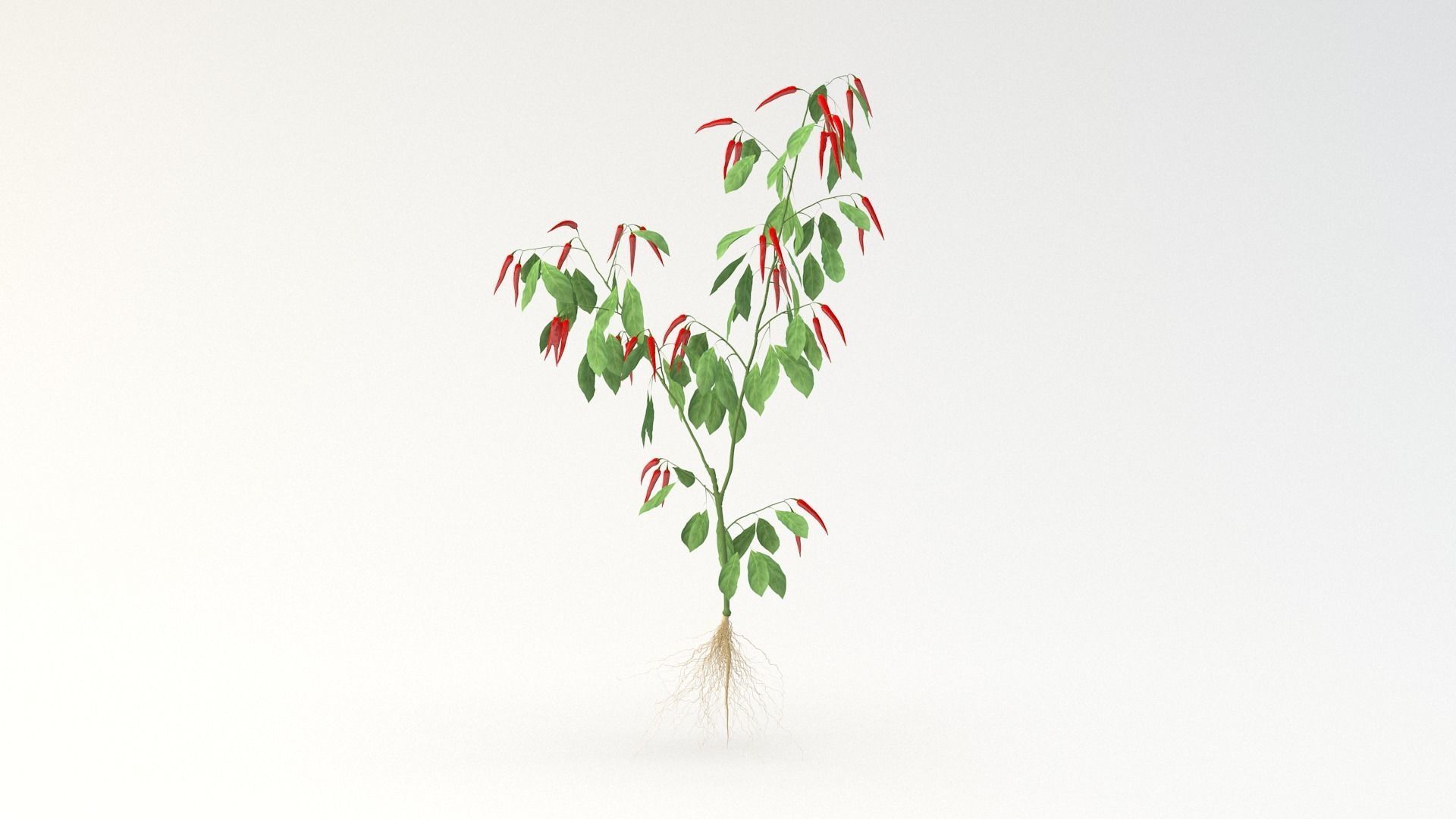 Pepper growth animation 3D model animated | CGTrader