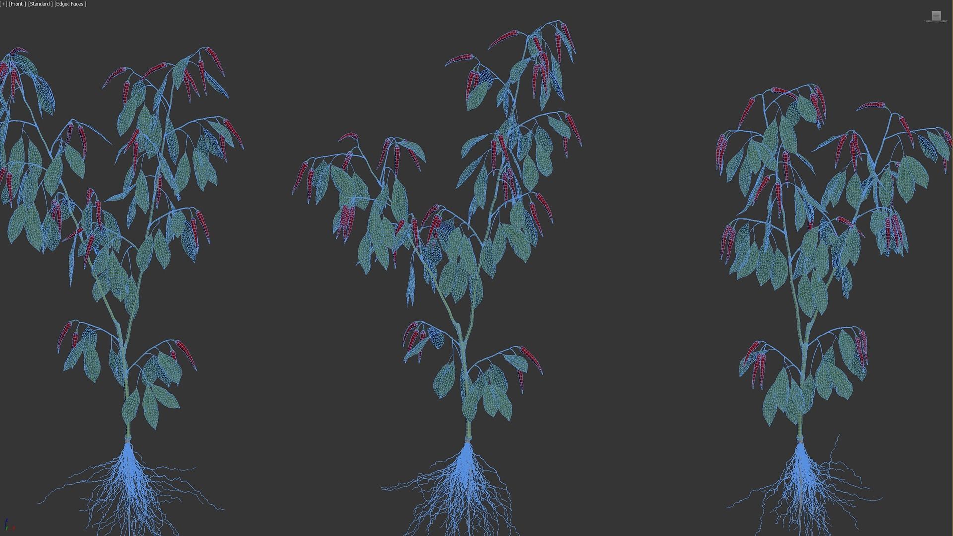 Pepper growth animation 3D model animated | CGTrader
