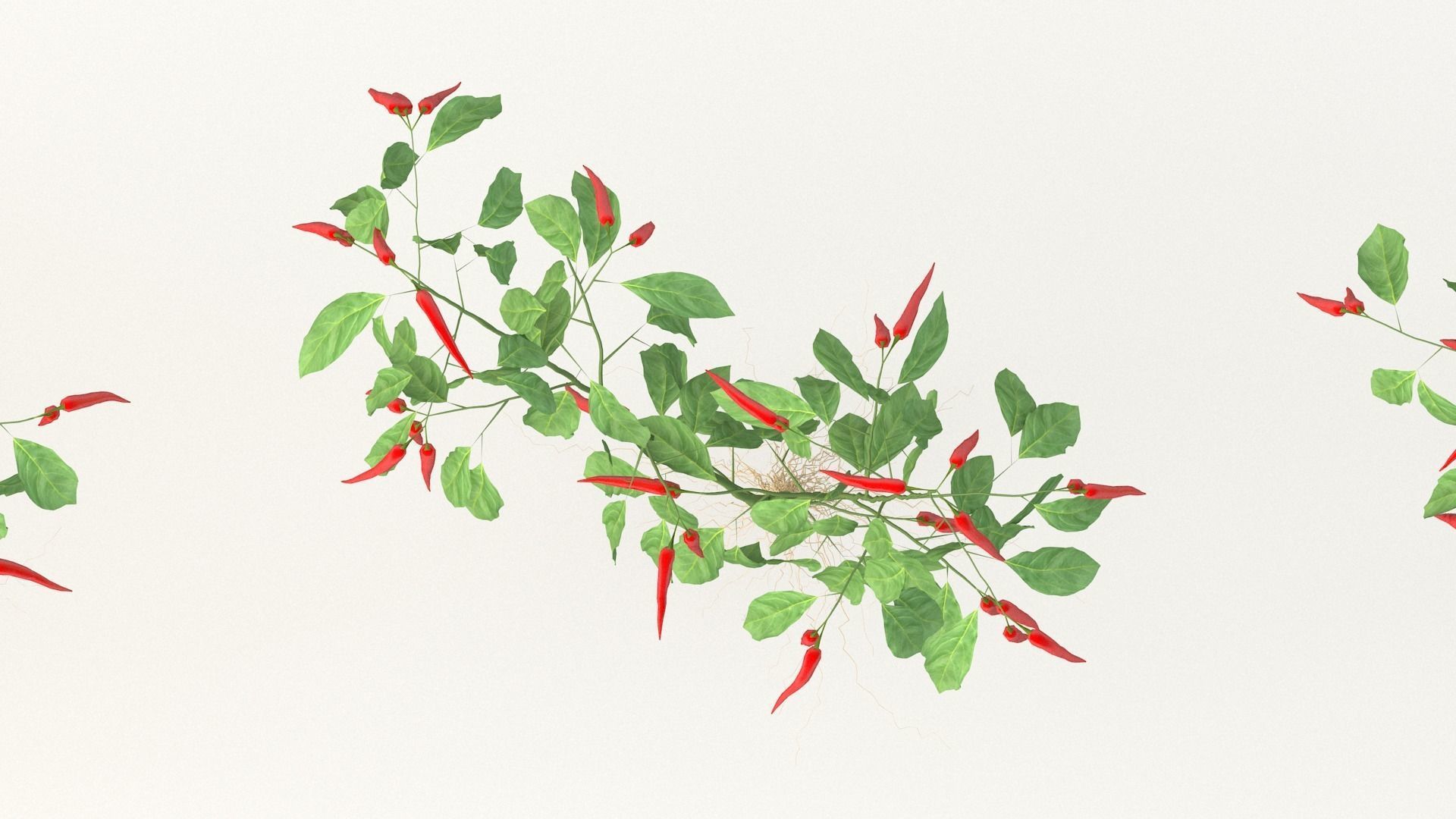 Pepper growth animation 3D model animated | CGTrader