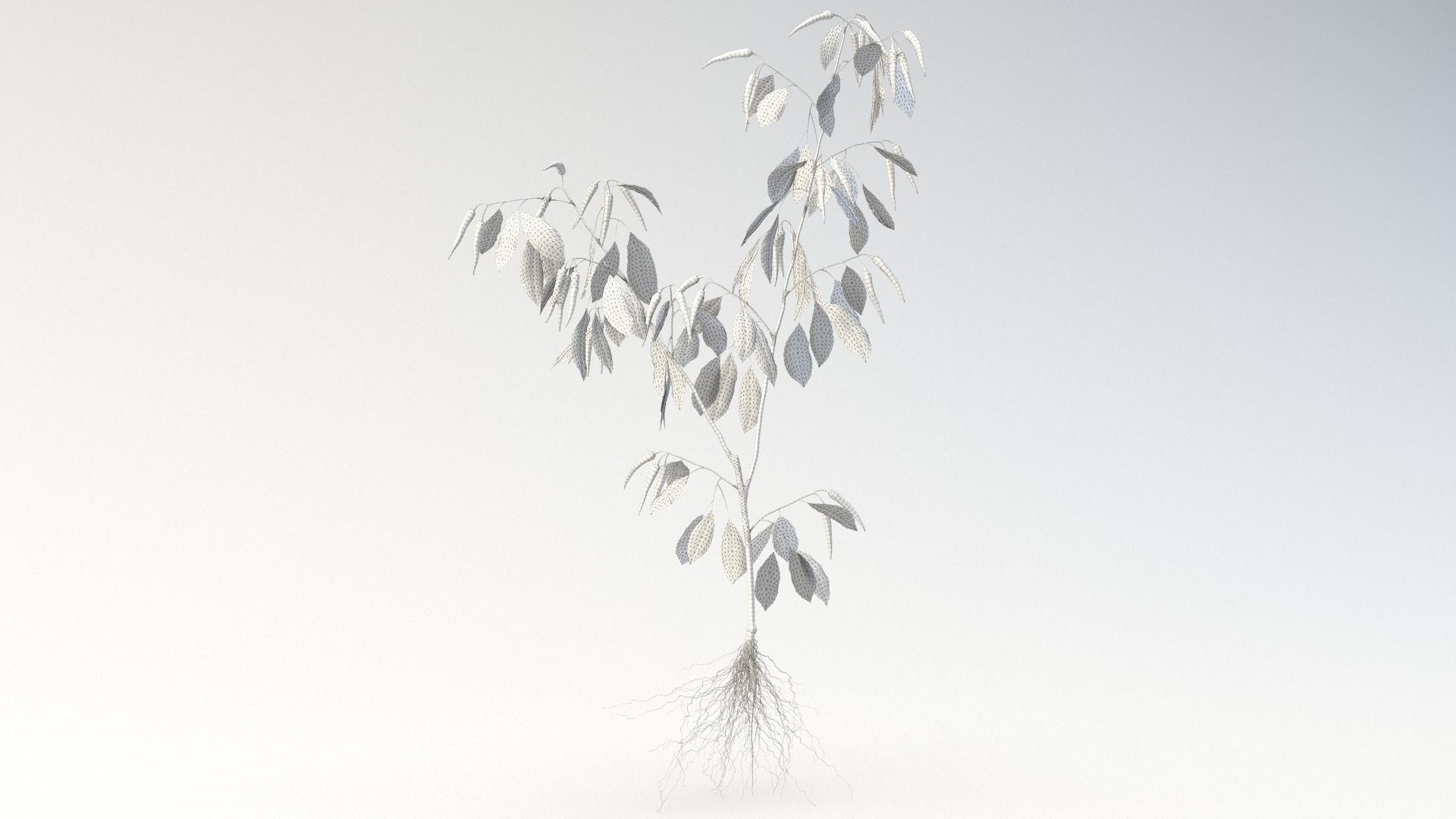 Pepper growth animation 3D model animated | CGTrader