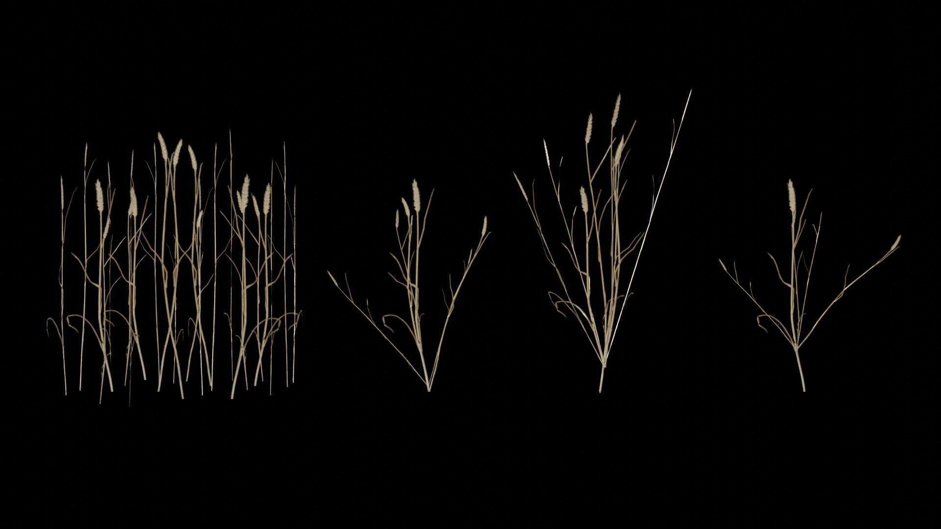 Wheat 3d model free VR / AR / low-poly 3D model | CGTrader